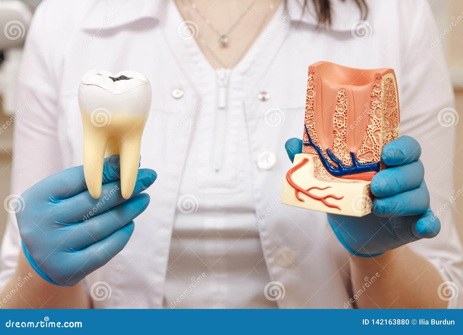 Tooth Model for Education in Laboratory. Stock Photo - Image of ...