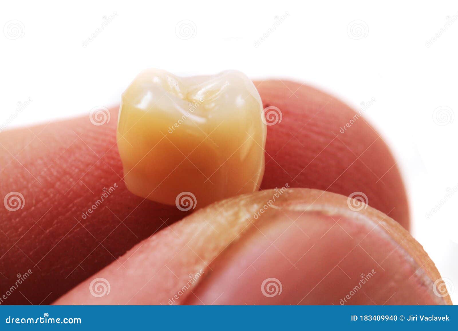 Tooth model in human hand stock photo. Image of evil - 183409940