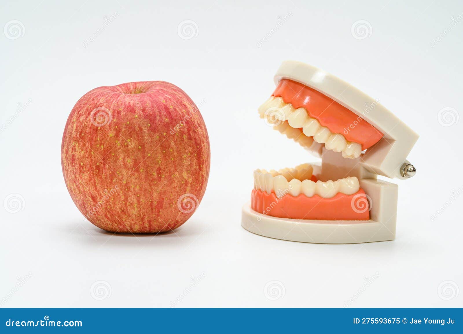 Tooth Model and a Ripe Apple on a White Background Stock Image - Image ...
