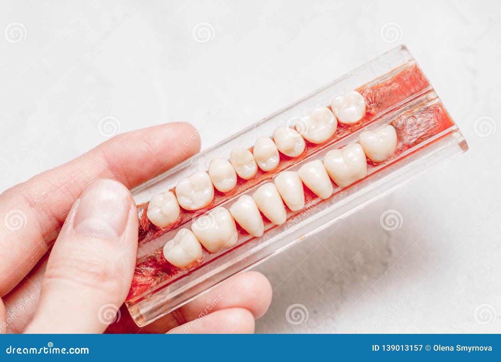 Samples of human teeth stock image. Image of color, molar - 139013157