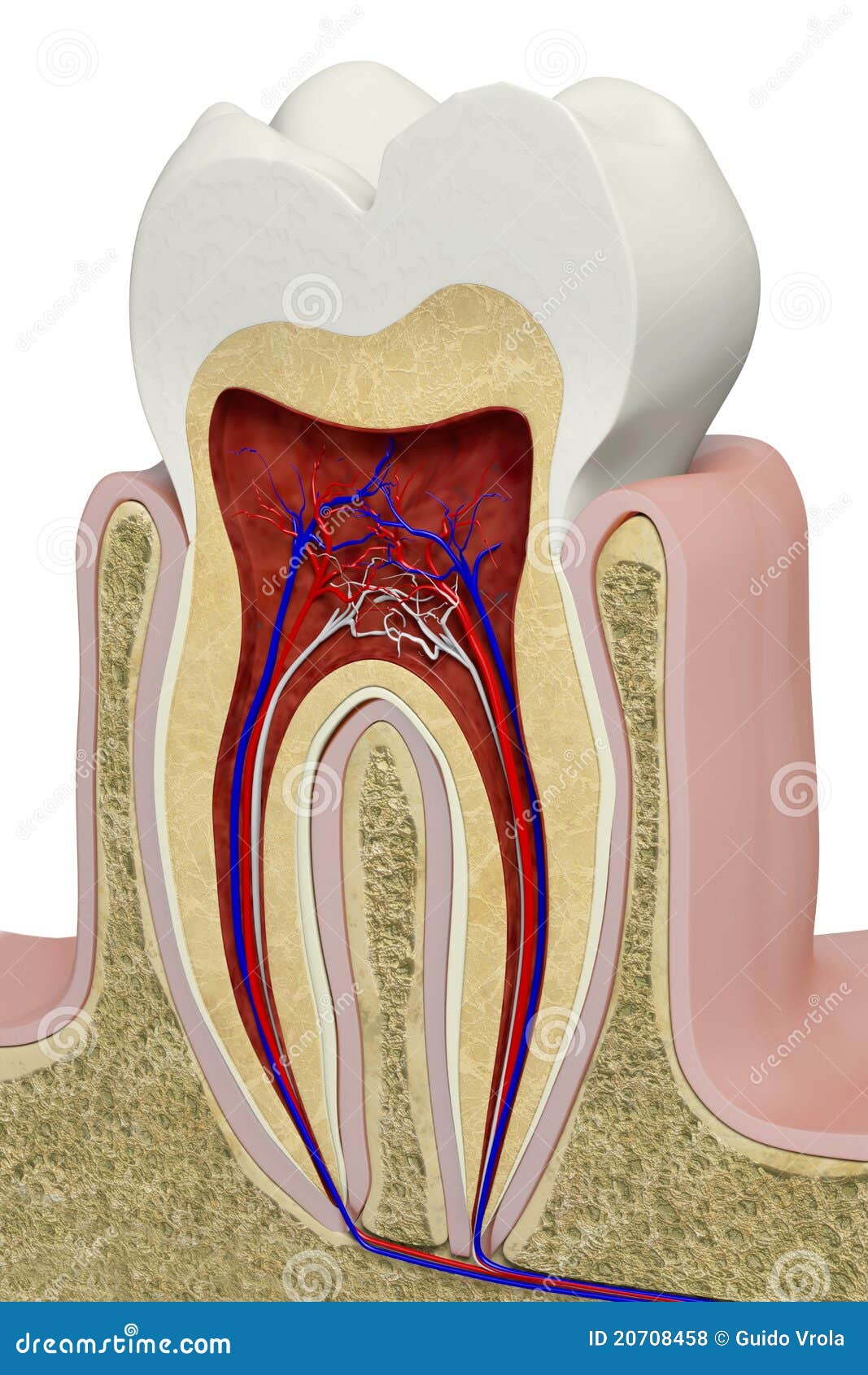 Tooth section stock illustration. Illustration of orthodontic - 20708458