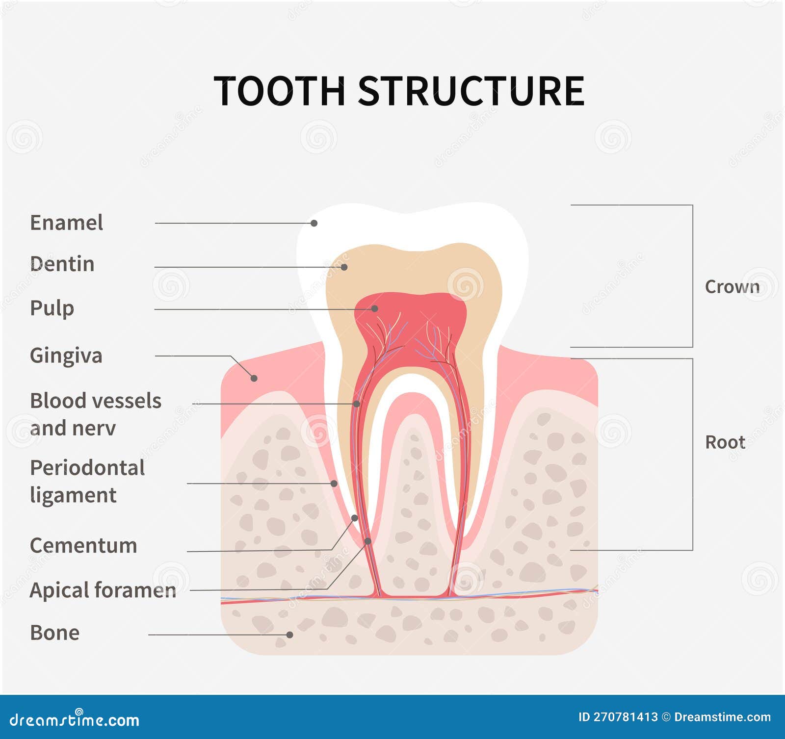 The Tooth Structure Card or Poster Stock Illustration - Illustration of ...