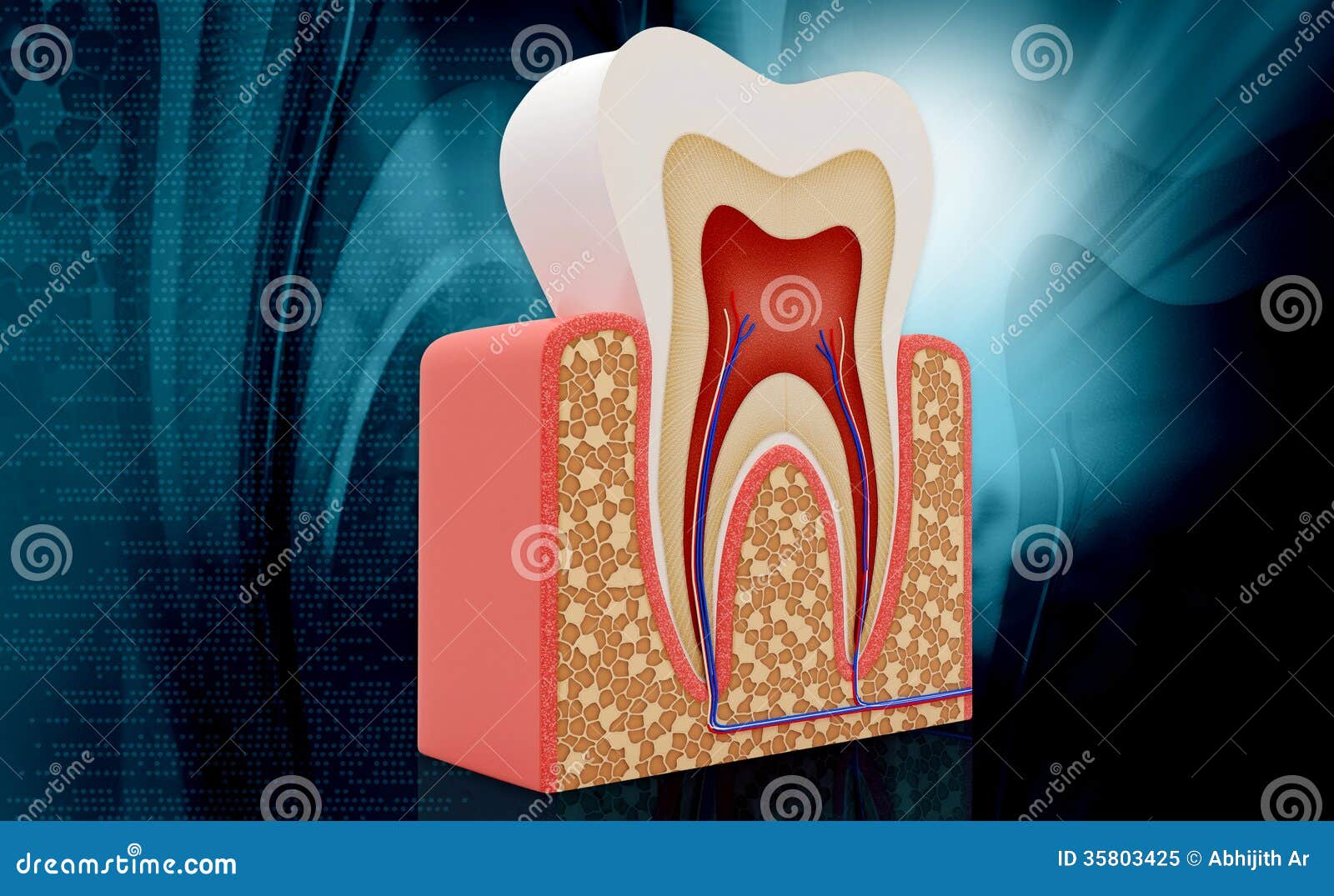 Tooth structure stock illustration. Illustration of cartoon - 35803425
