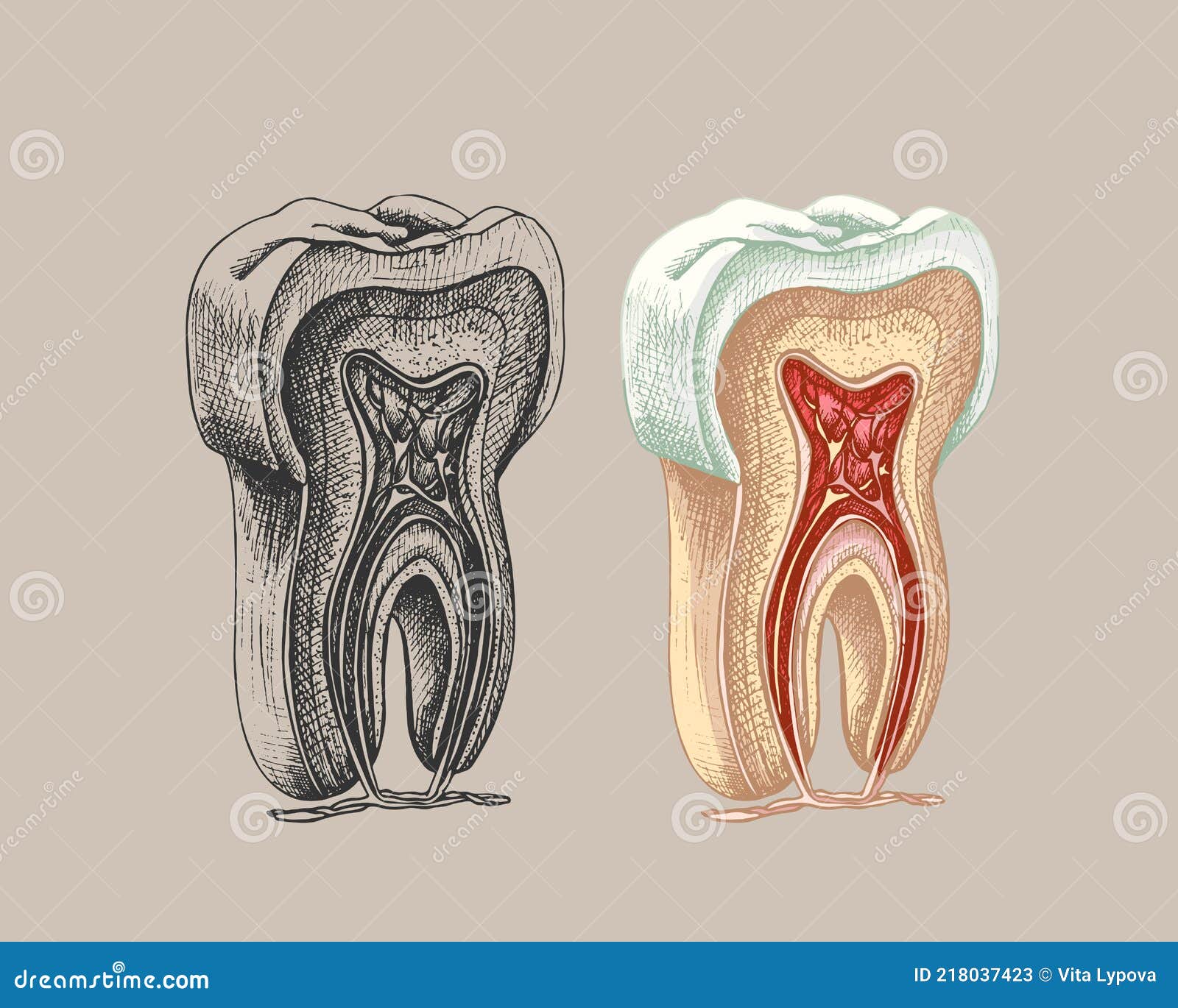 73_tooth Structure, Graphics Stock Vector - Illustration of design ...