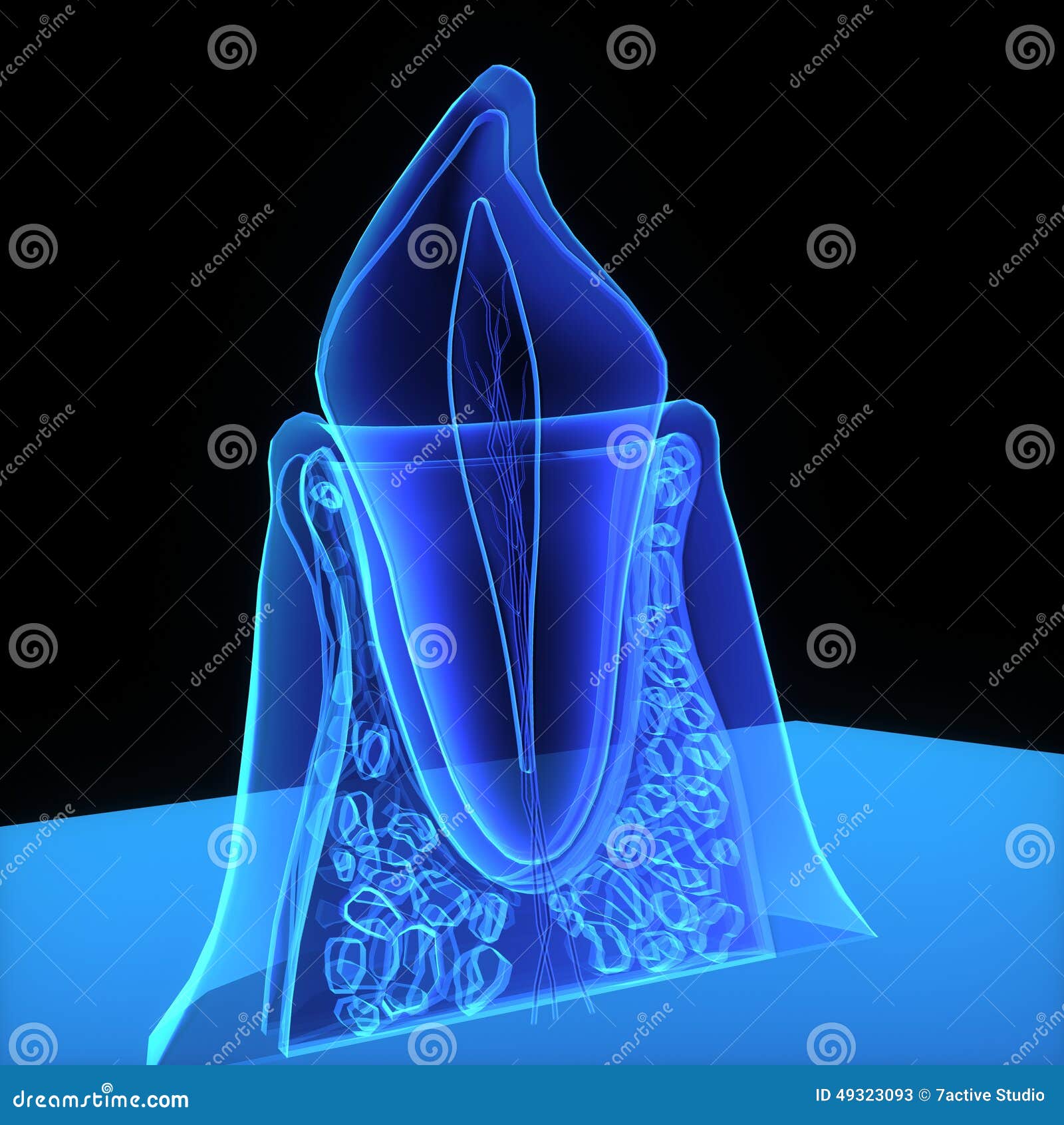 Bony Socket Stock Illustrations – 15 Bony Socket Stock Illustrations ...