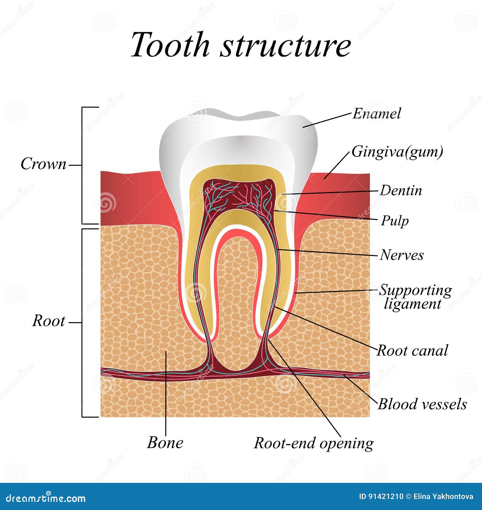 Tooth Structure, Training Medical Anatomical Poster, Vector ...