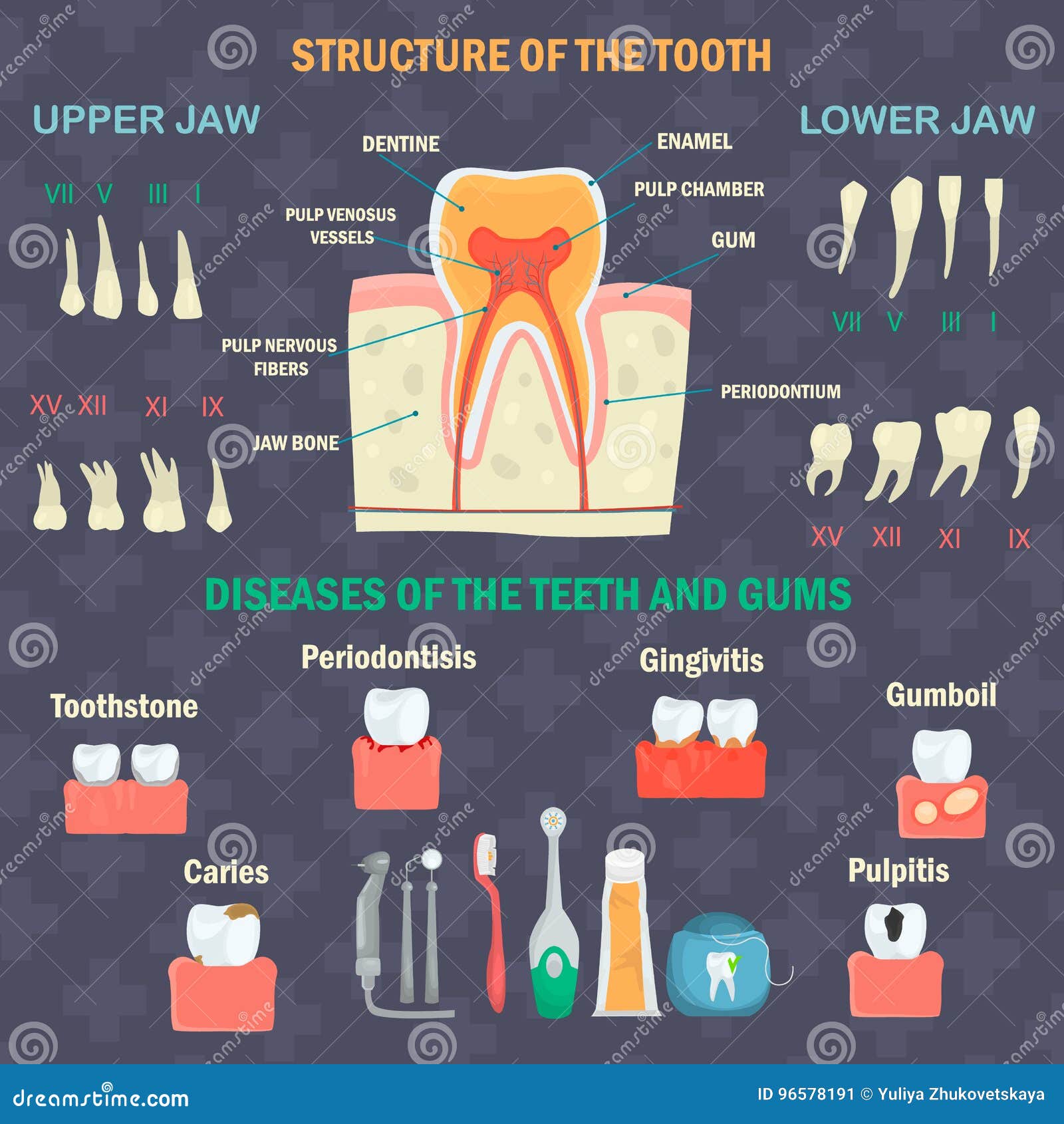 Tooth Structure. Types of Human Teeth. Teeth Diseases and Hygiene ...