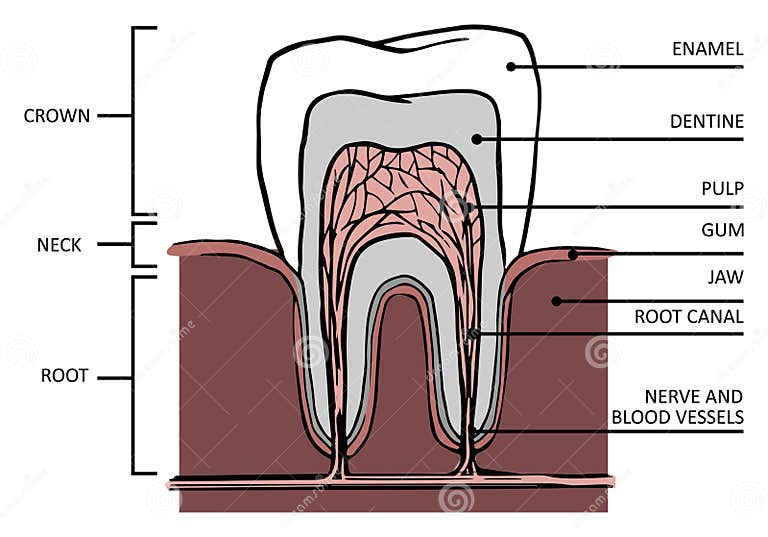 Tooth stucture stock illustration. Illustration of close - 42313372