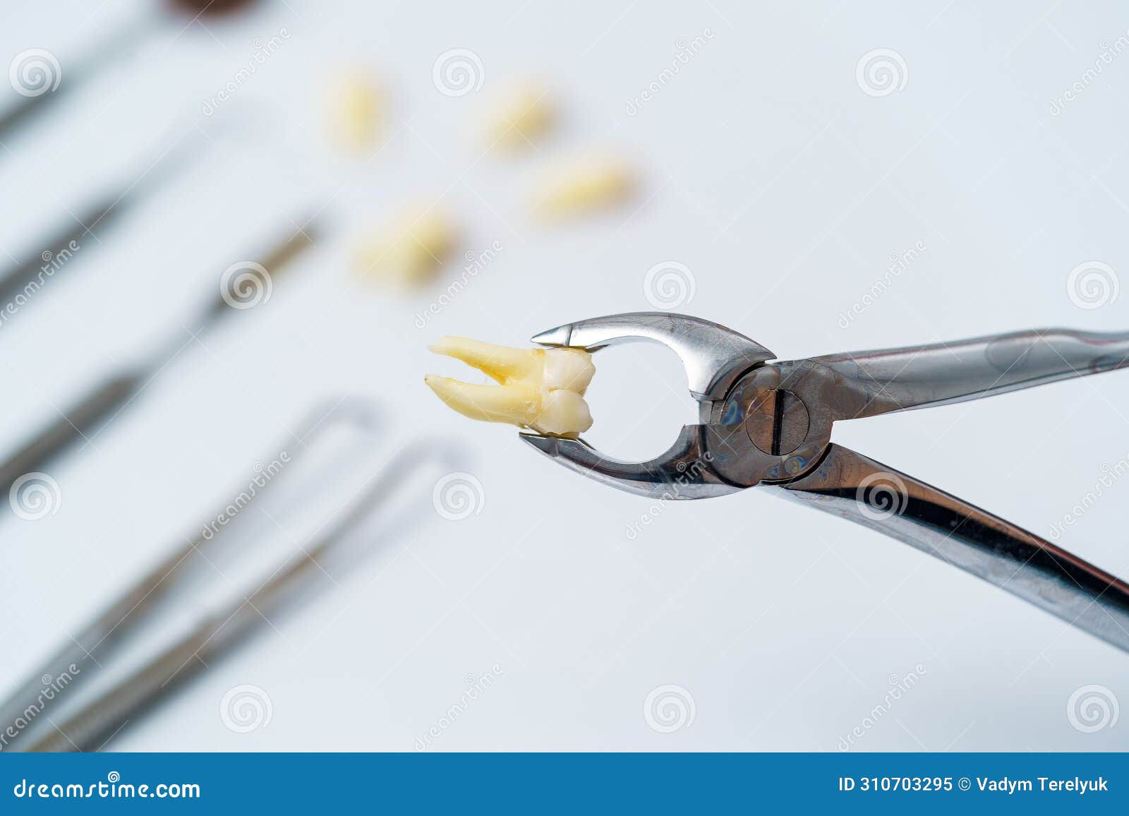 Tooth in Tongs. Concept Care Isolated on White Background Stock Image ...