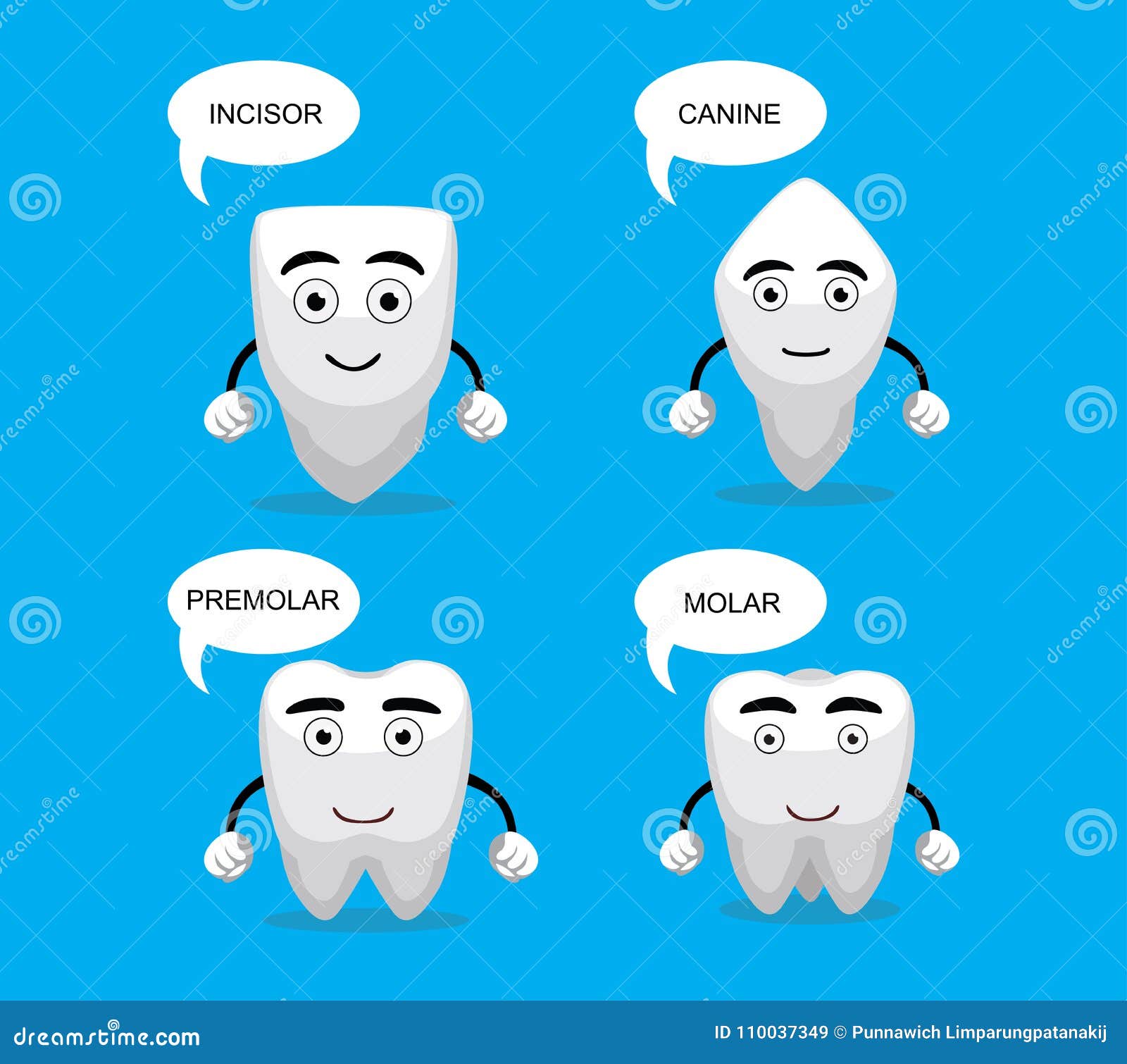 Tooth Types Illustration Royalty-Free Cartoon | CartoonDealer.com #72413168