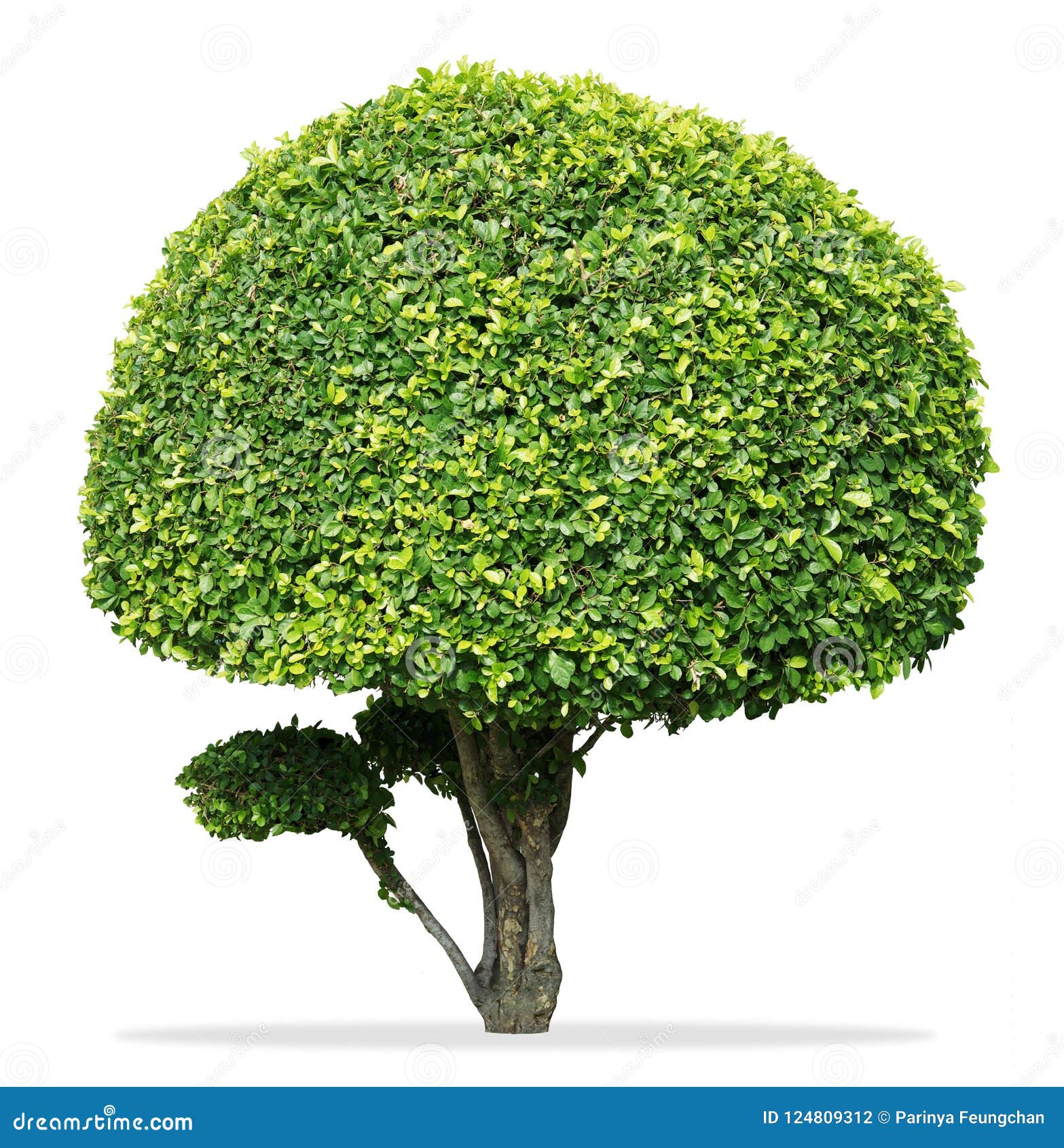 Toothbrush Tree Dwarf on Isolated White Stock Photo - Image of trees ...