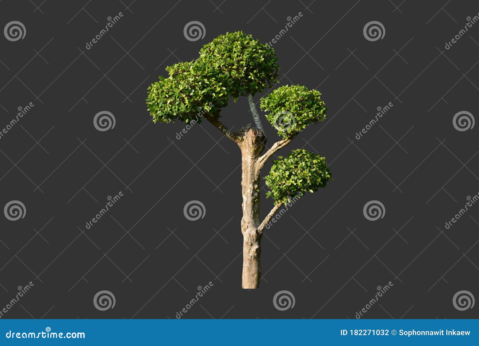 Toothbrush tree stock photo. Image of spring, tropical - 182271032