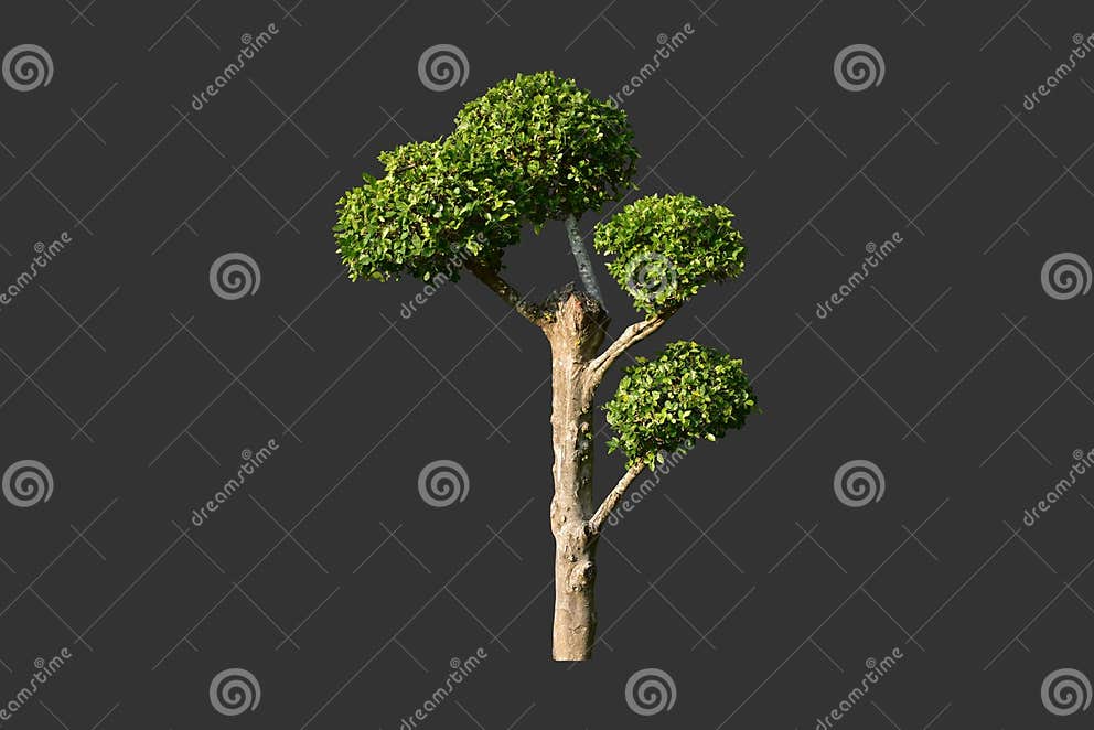 Toothbrush tree stock photo. Image of spring, tropical - 182271032