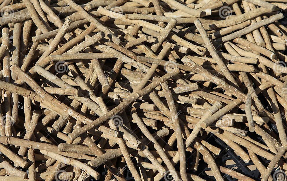 Toothbrush tree: Misvak stock image. Image of natural - 19428533