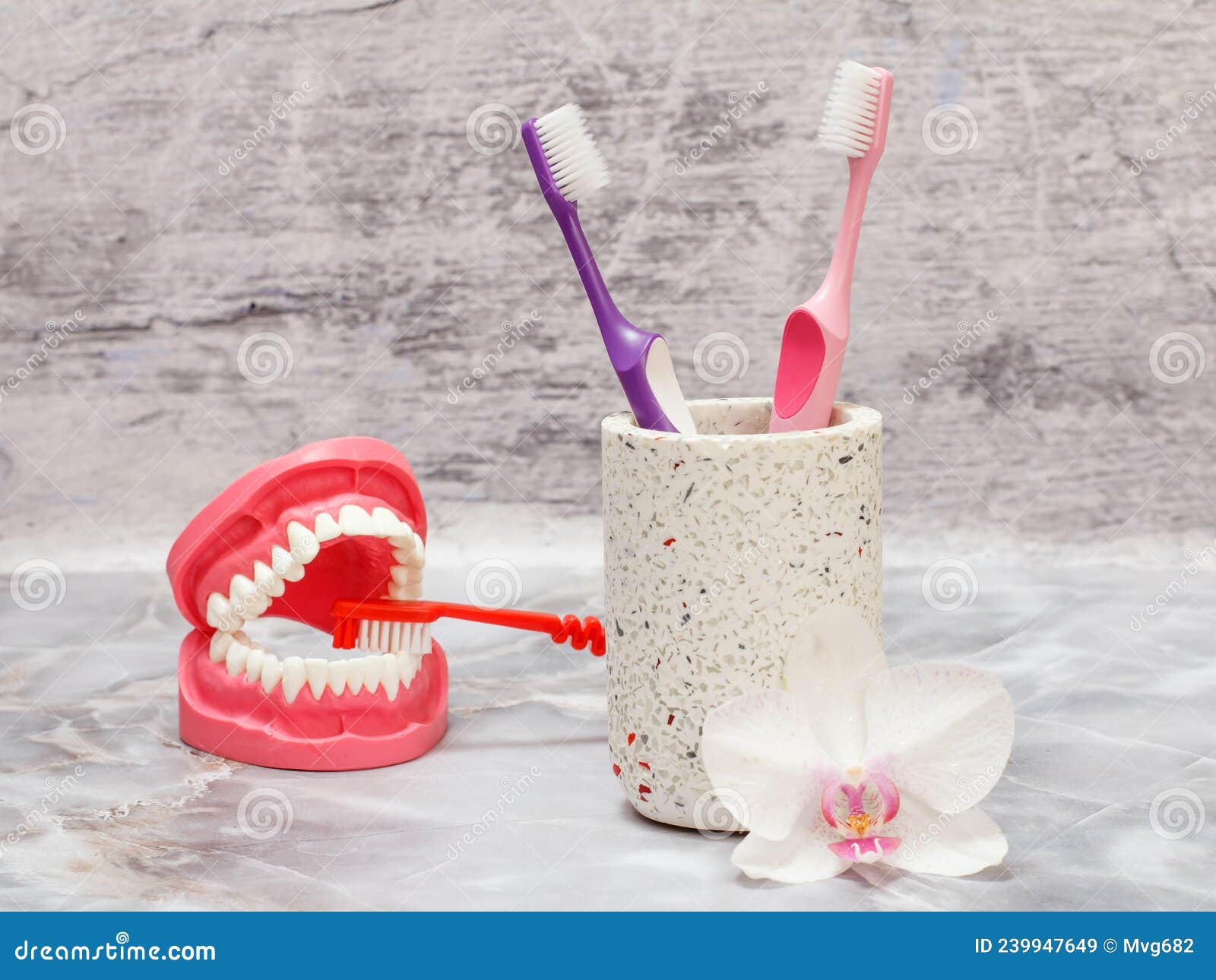 Toothbrushes and Layout of Human Jaw on the Gray Background Stock Image ...