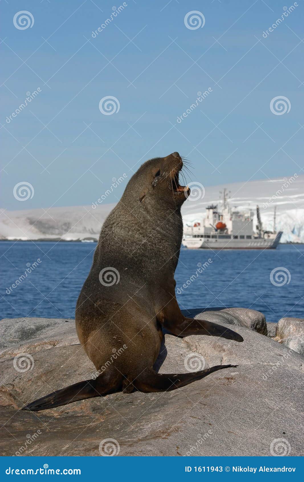 Toothed stock image. Image of beach, predators, northern - 1611943