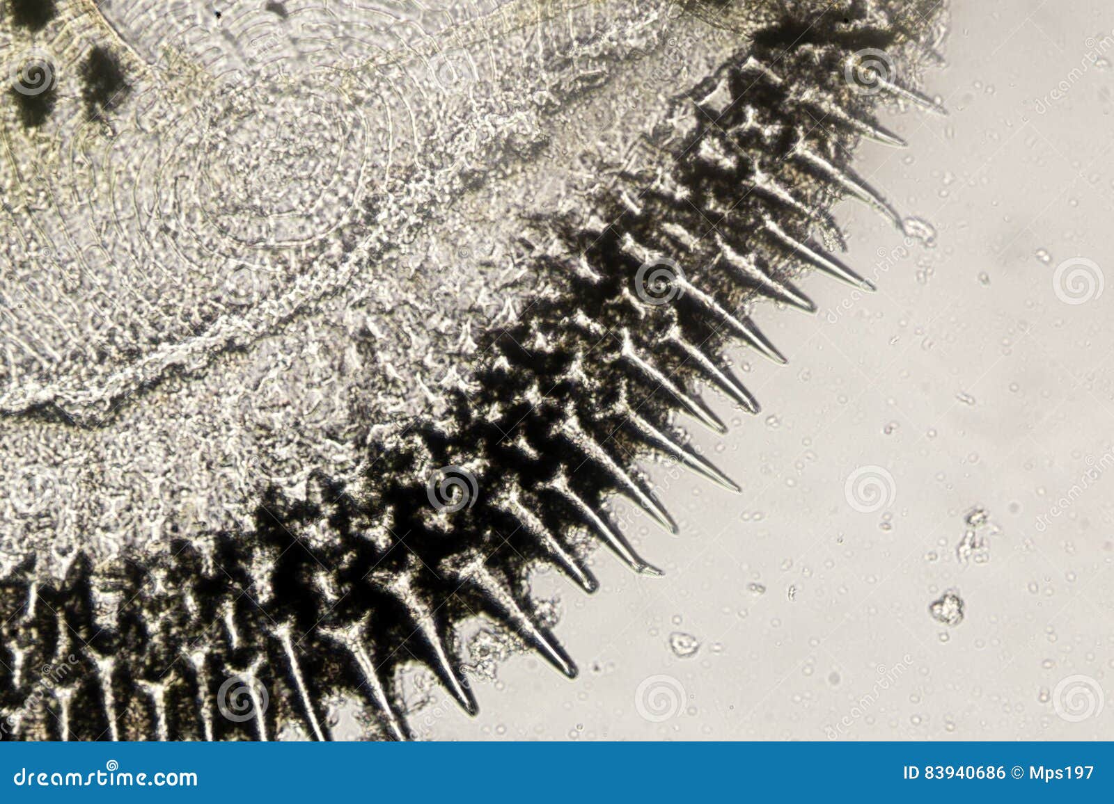 Toothed Edge of European Perch Scale Stock Photo - Image of toothed ...