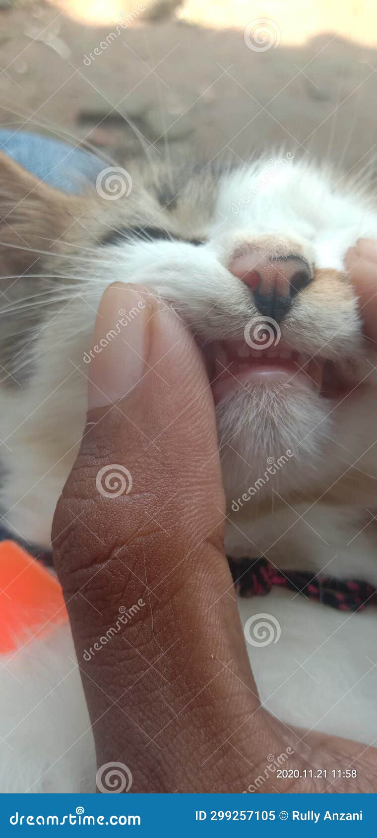 He is Toothless the cat stock image. Image of cute, animal - 299257105