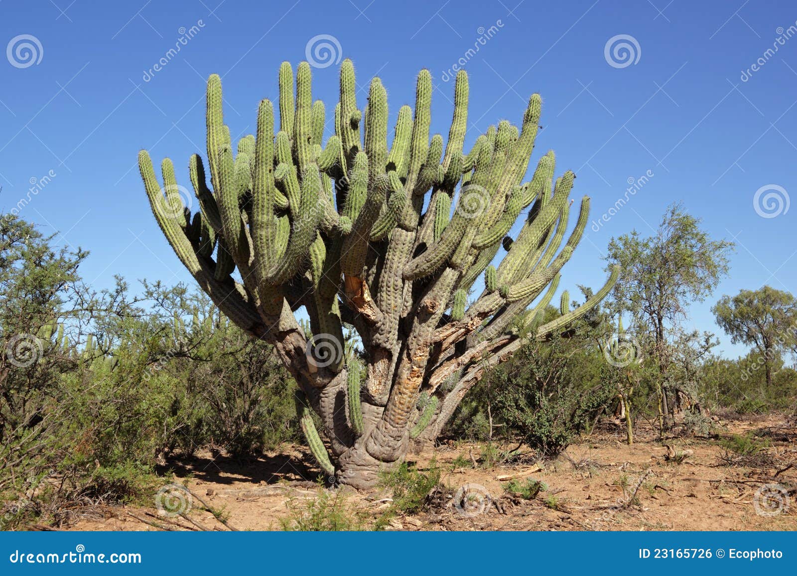 Toothpick cactus stock photo. Image of leaf, branches - 23165726