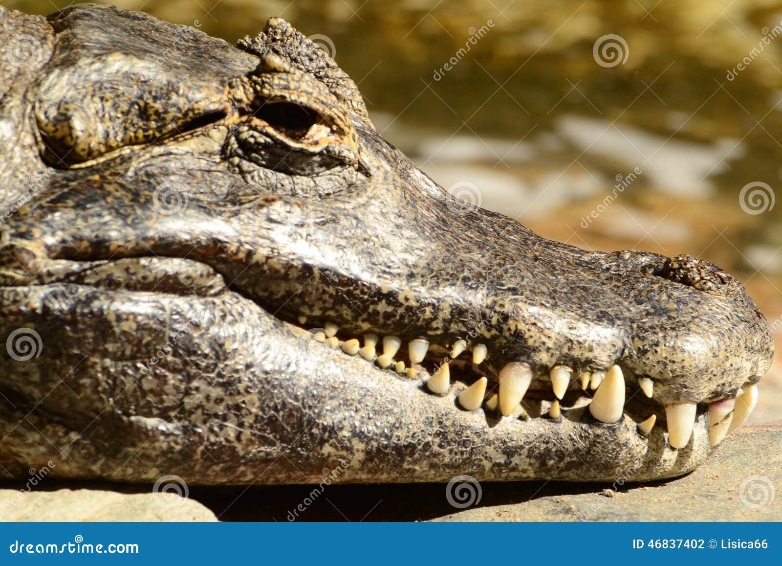 Toothy crocodile stock photo. Image of toothy, wild, eyes - 46837402