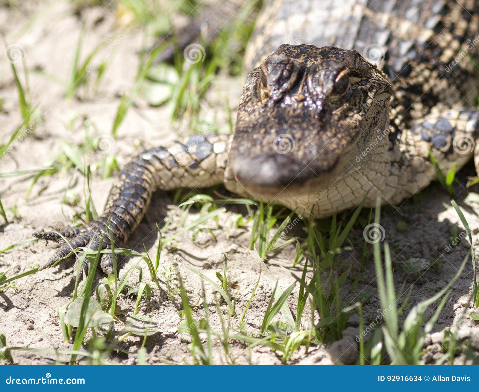 Toothy Smile stock photo. Image of alligator, teeth, crocodile - 92916634