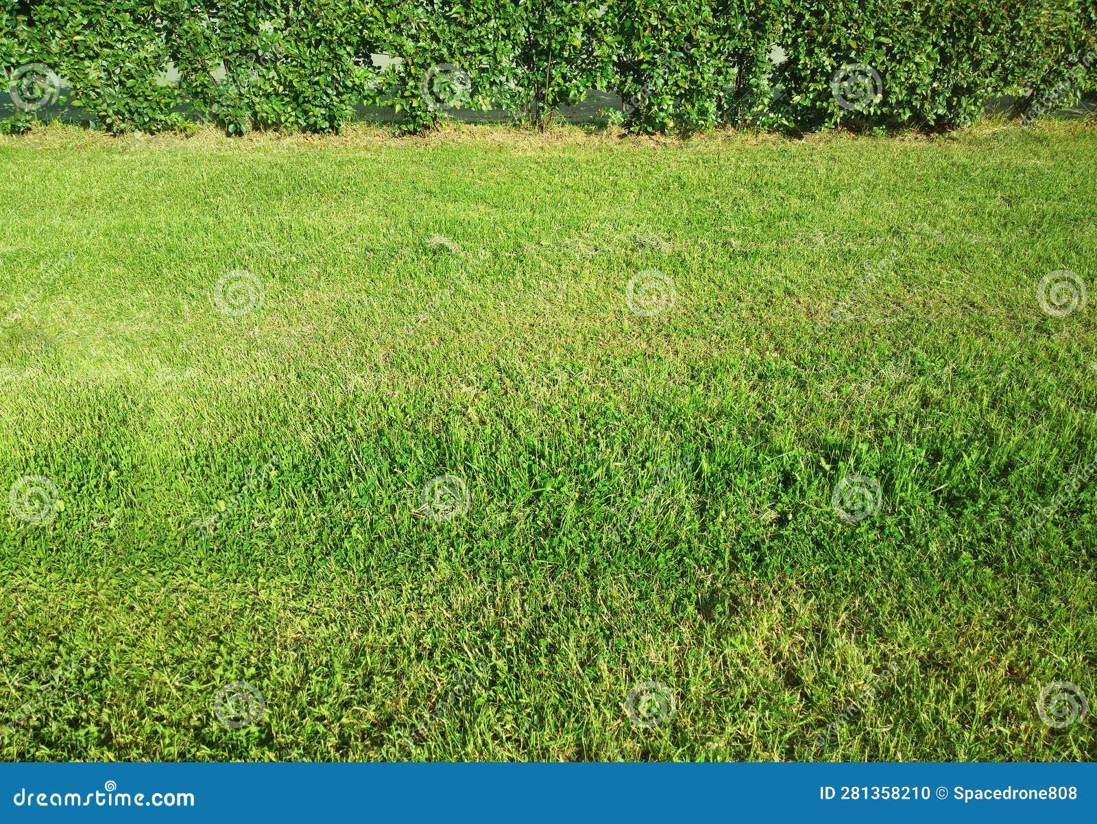 Top Aligned Summer Bushes in Park Landscape Backdrop Stock Photo ...
