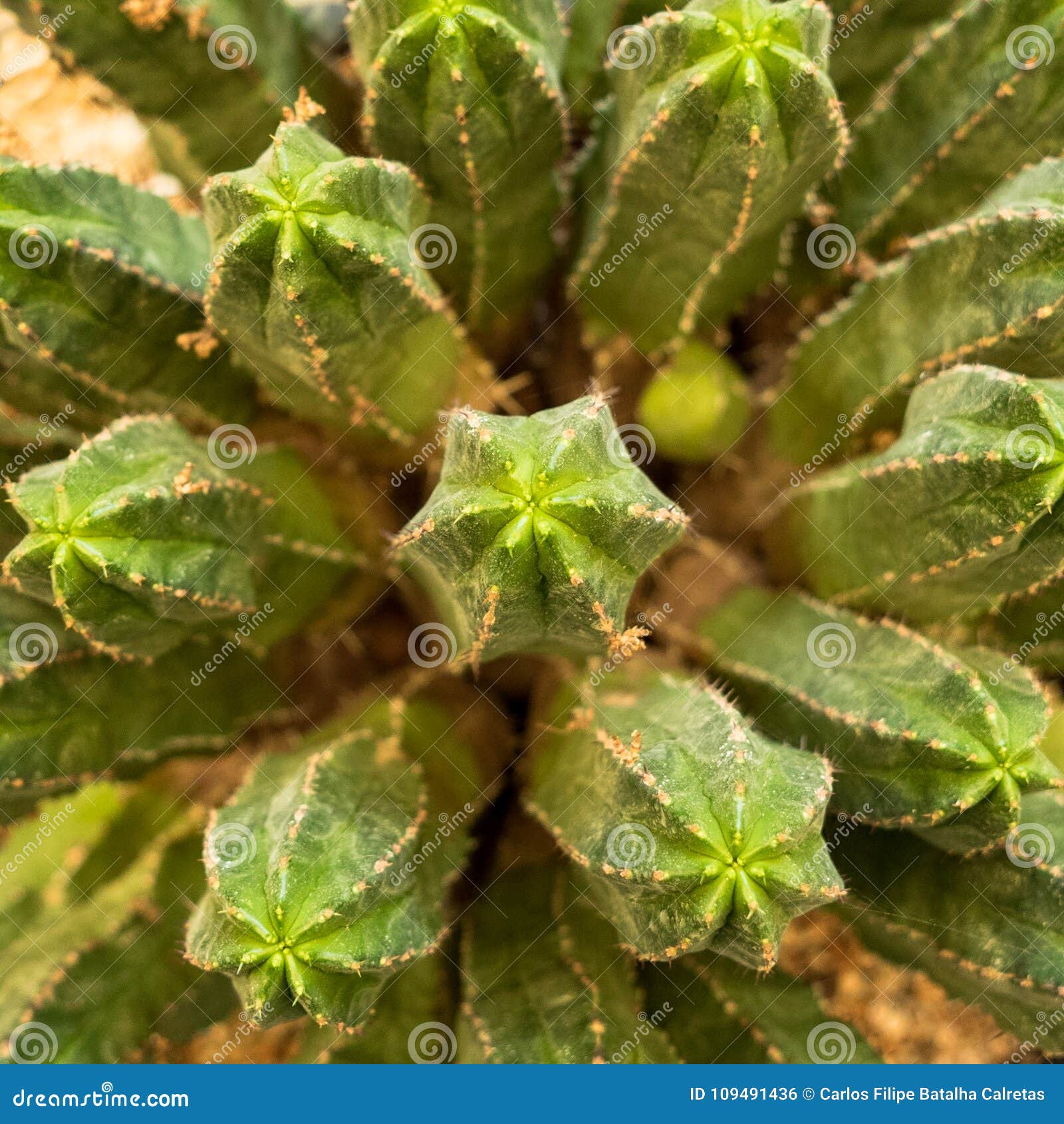 Top view of cacti stock photo. Image of cactus, spiked - 109491436