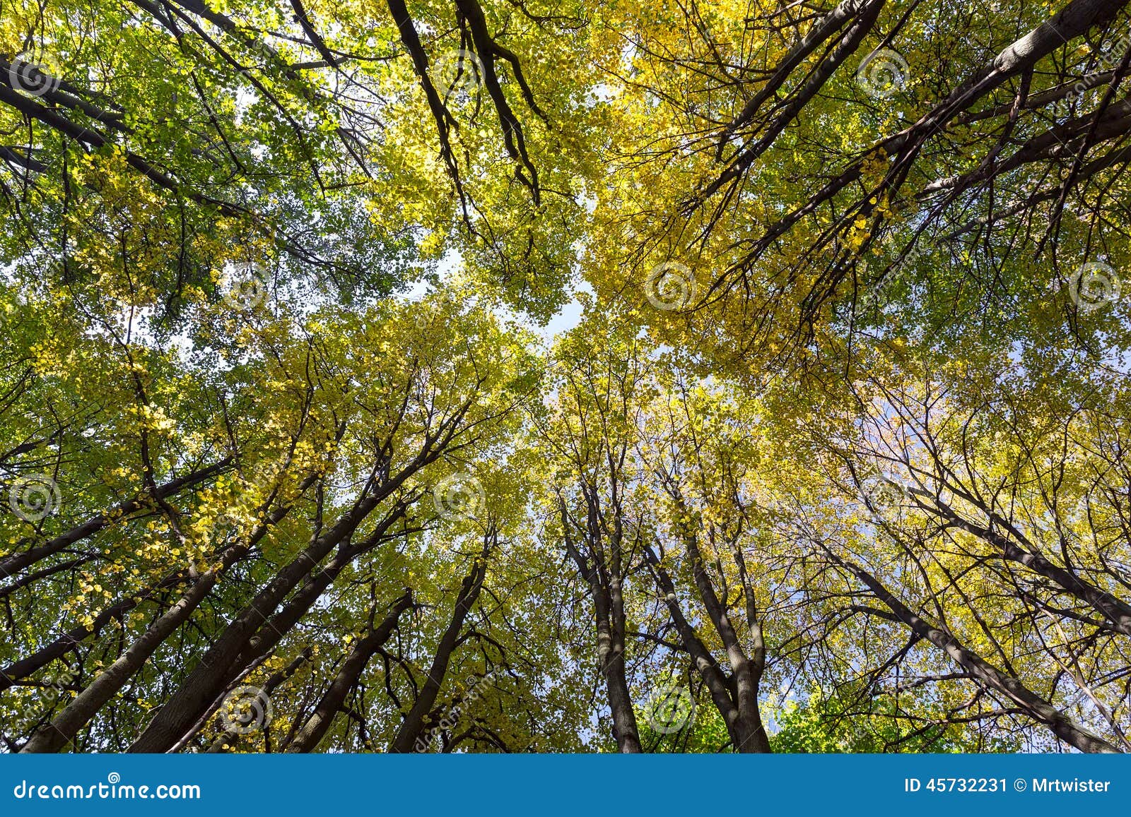 Top of Autumn Trees in Forest Stock Image - Image of outdoors, bark ...