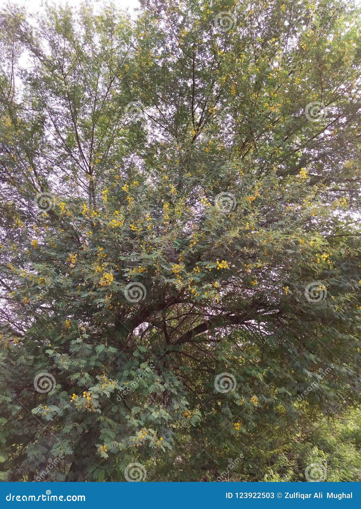Babool Tree, Known As Gum Arabic Tree, Babul, Thorn Mimosa, Vachellia ...