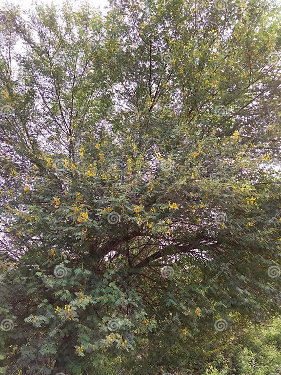 A Babool tree stock image. Image of yellow, flowers - 123922503