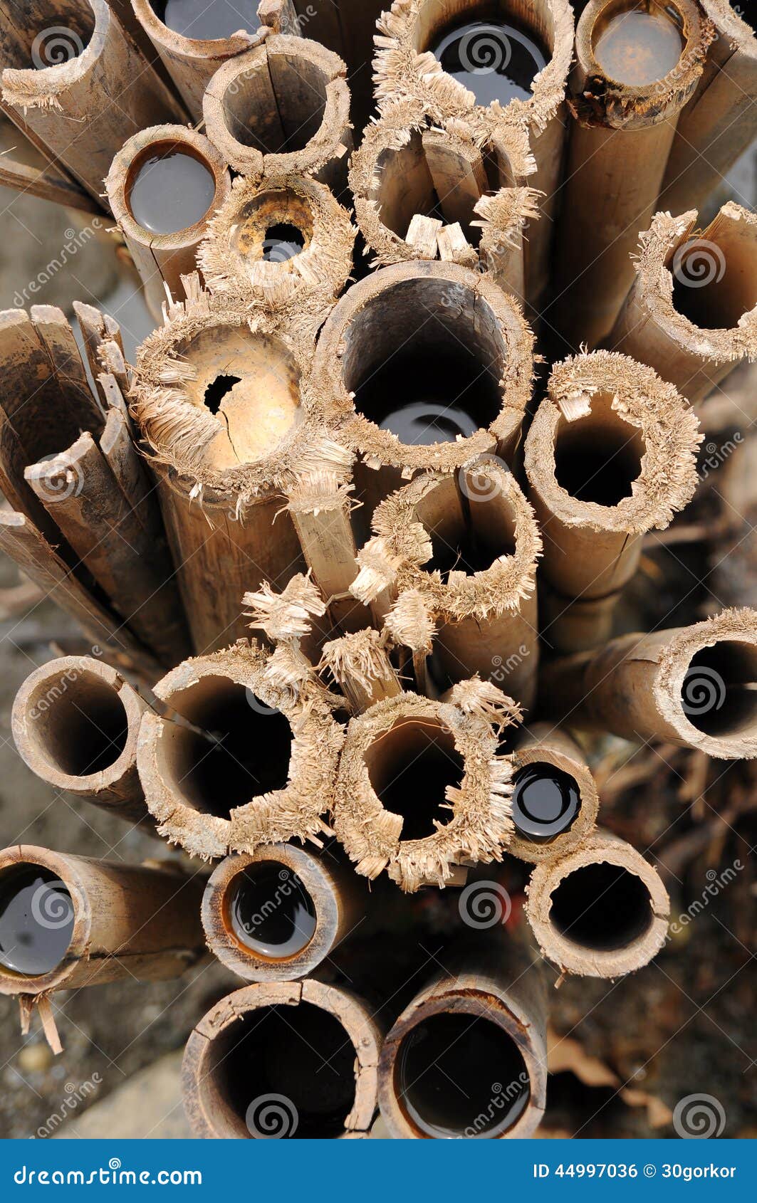 Top of bamboo walls stock photo. Image of walls, mangrove - 44997036