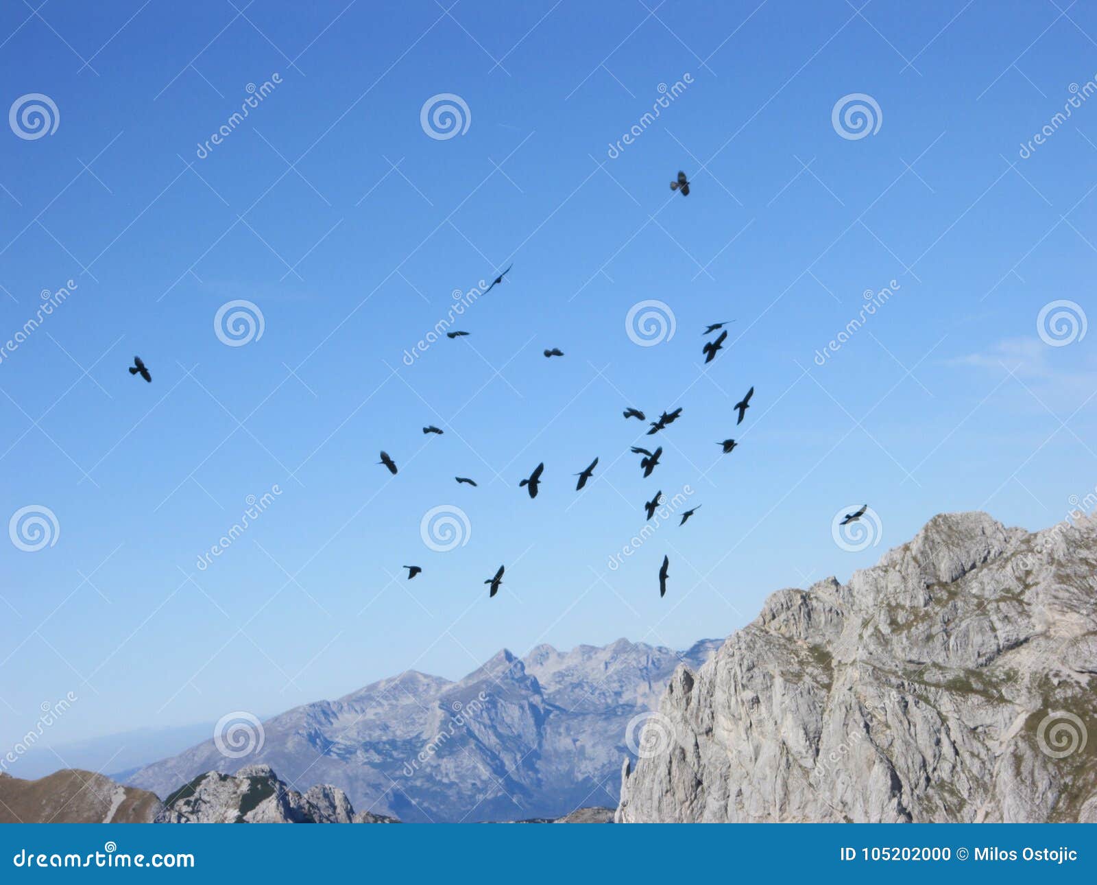 Bandijerna birds stock photo. Image of birds, mountain - 105202000