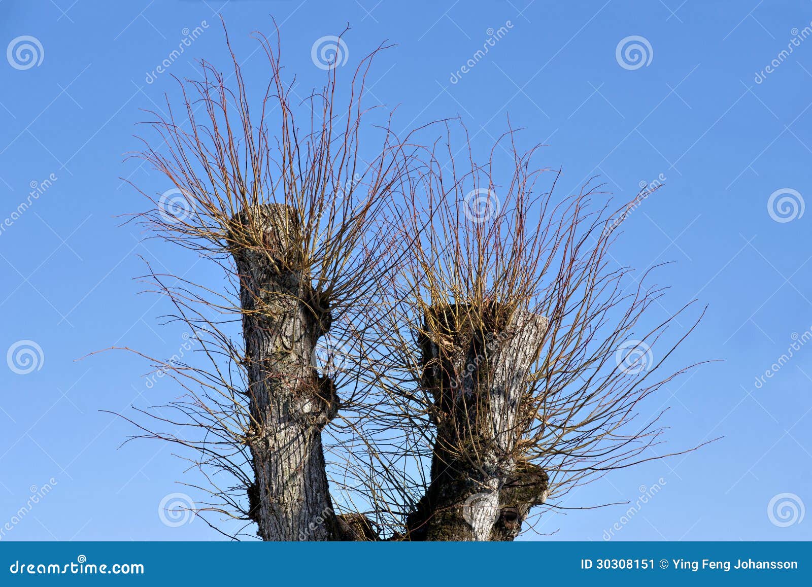 Top of bare tree stock image. Image of branches, blue - 30308151