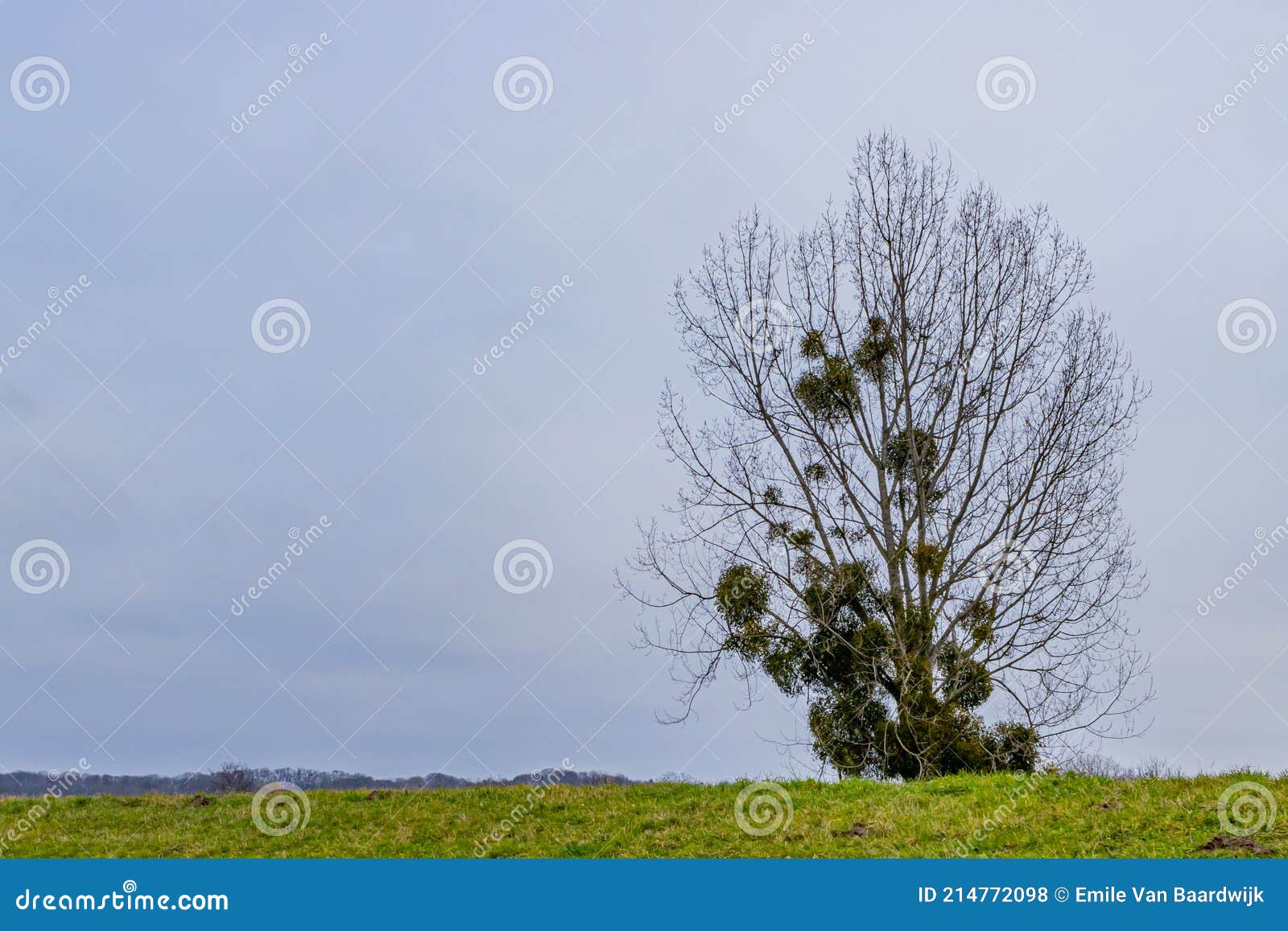 Top of a Bare Tree with Sparse Foliage Seen from a Lower Perspective ...