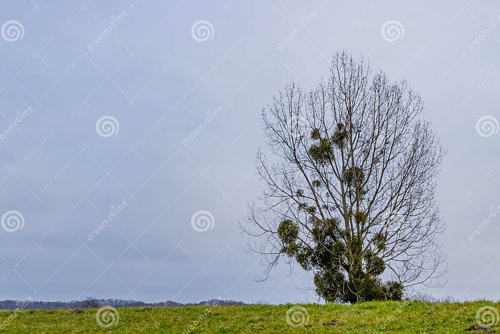 Top of a Bare Tree with Sparse Foliage Seen from a Lower Perspective ...
