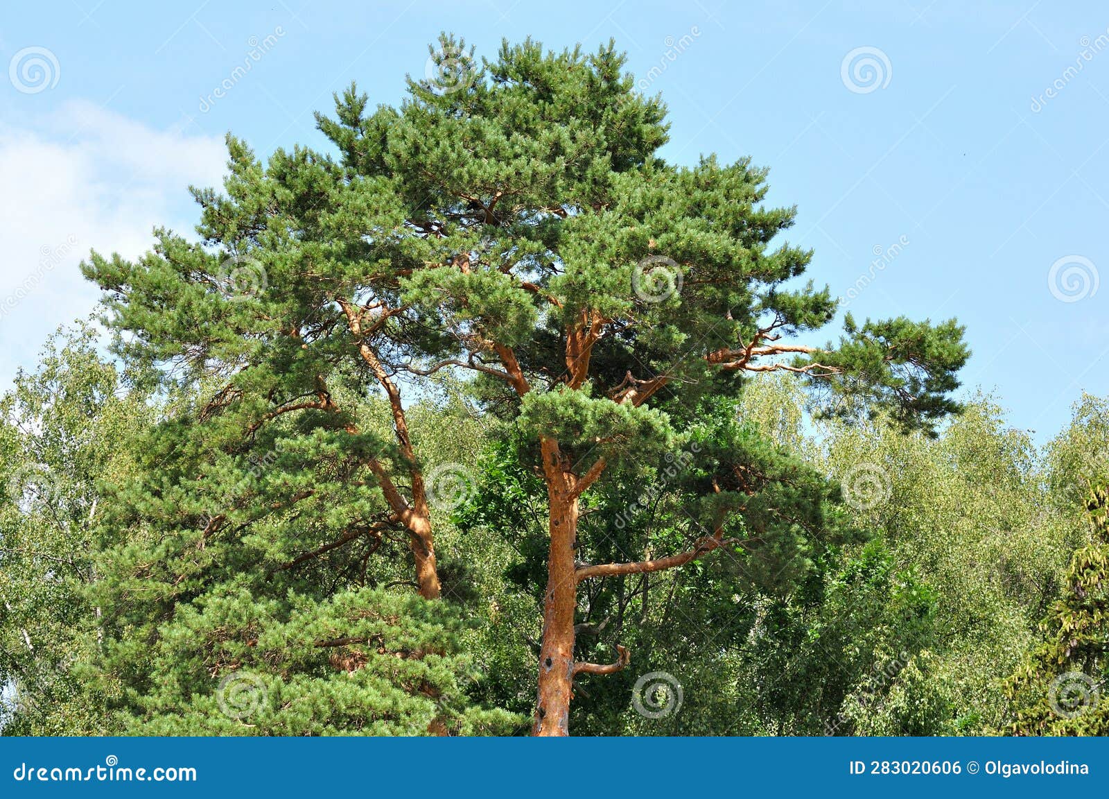 The Top of a Big Old Pine Tree in the Forest Stock Photo - Image of ...