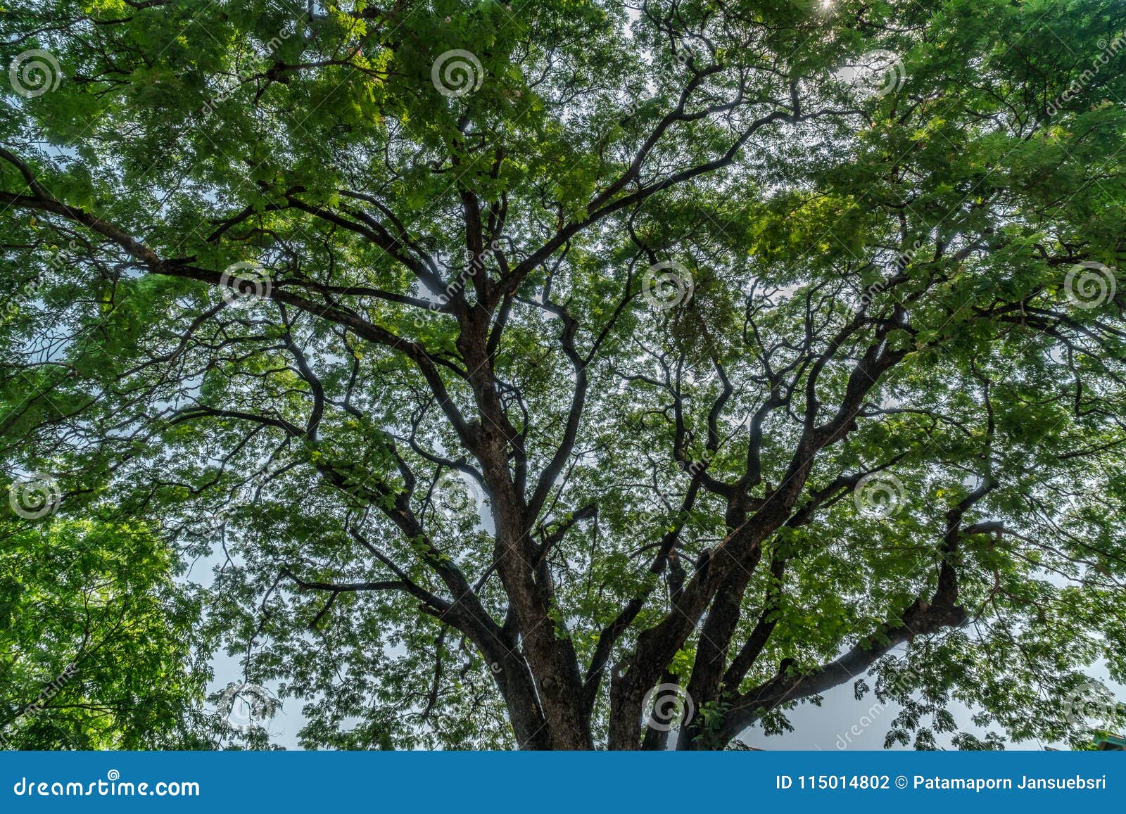 Big tree branch stock photo. Image of summer, spring - 115014802