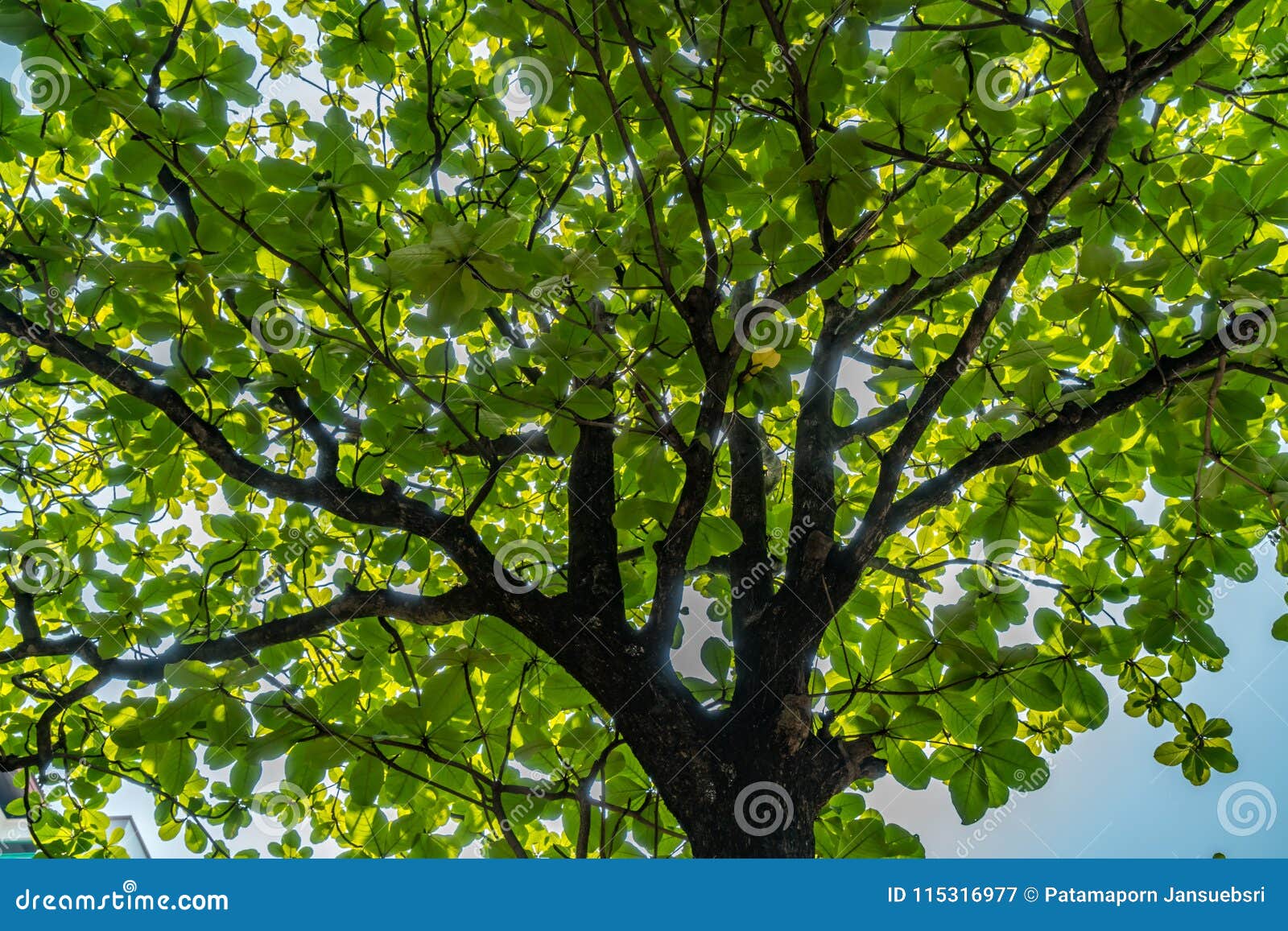 Big tree branch stock image. Image of autumn, detail - 115316977
