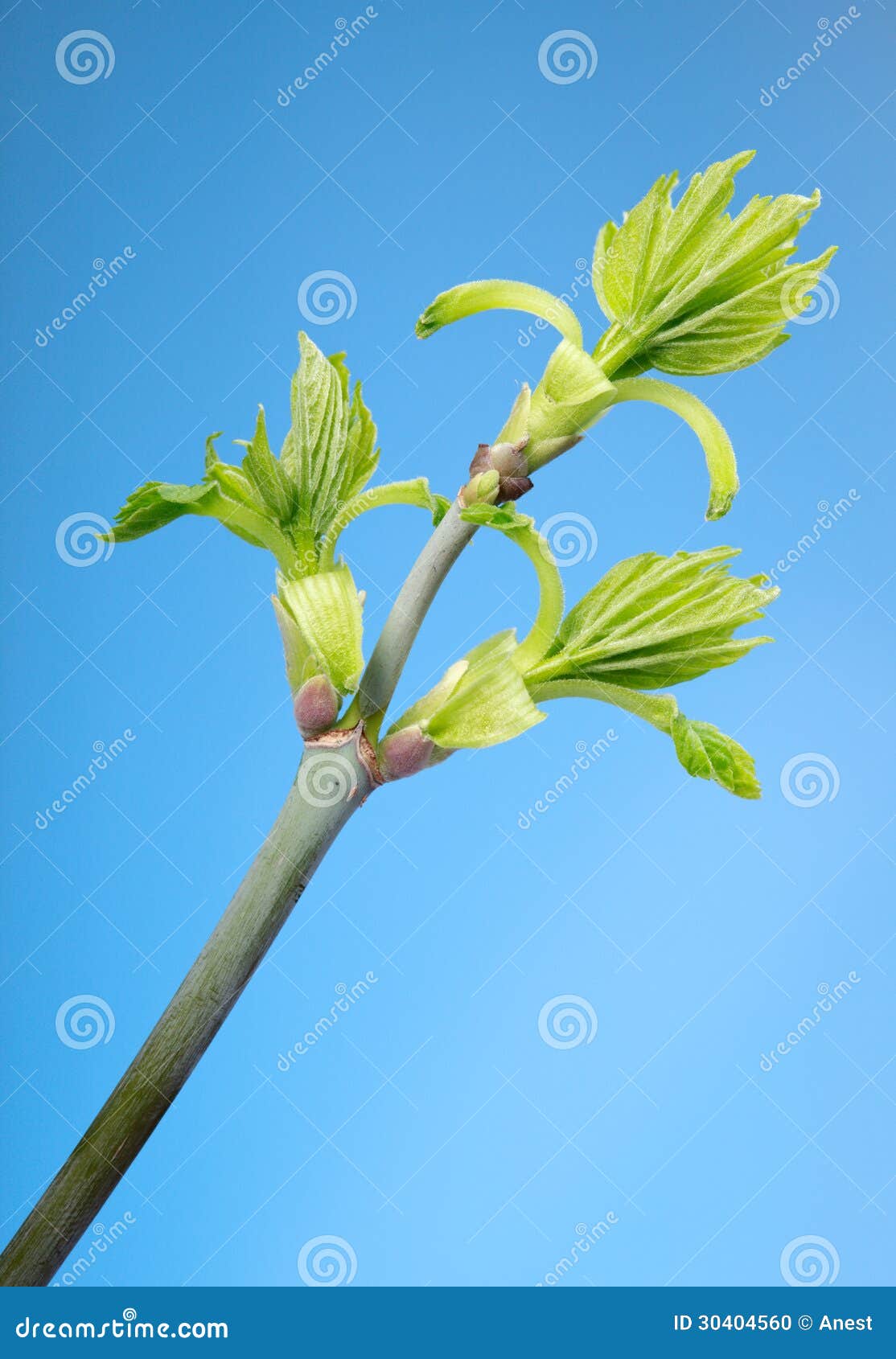 Top of blooming twig stock photo. Image of outdoor, bloom - 30404560