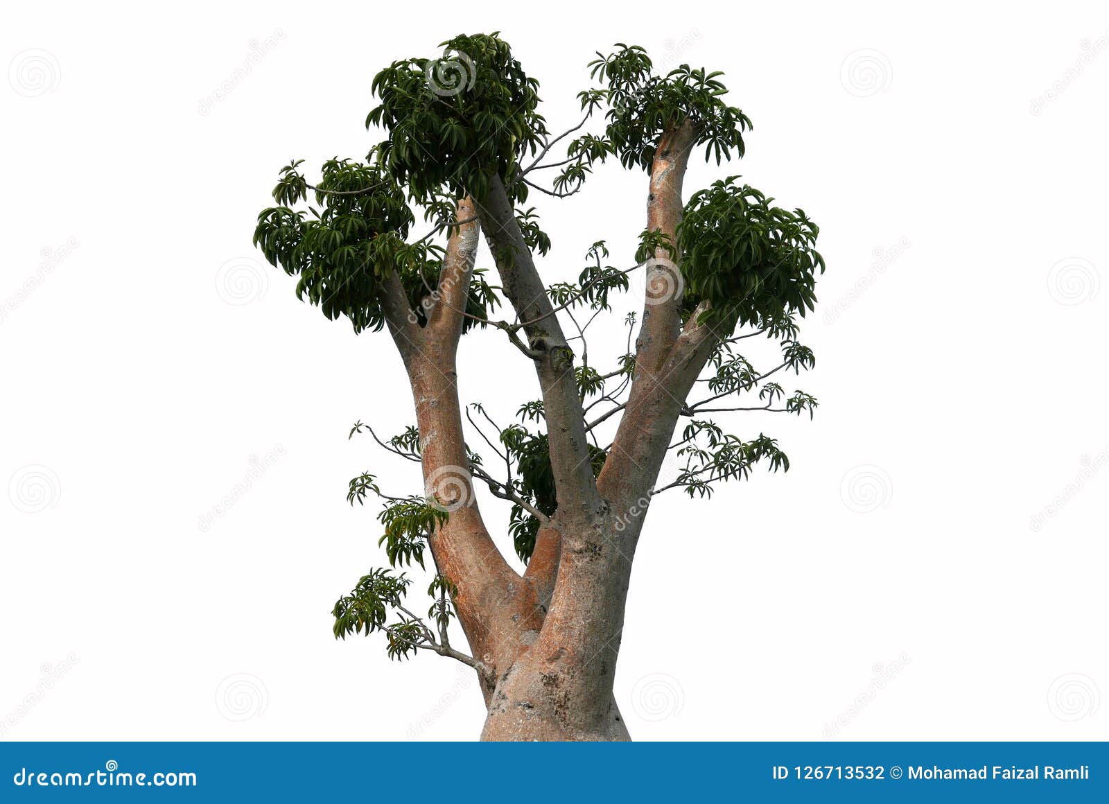 Top of Boabab Tree Isolated on White Background Stock Photo - Image of ...