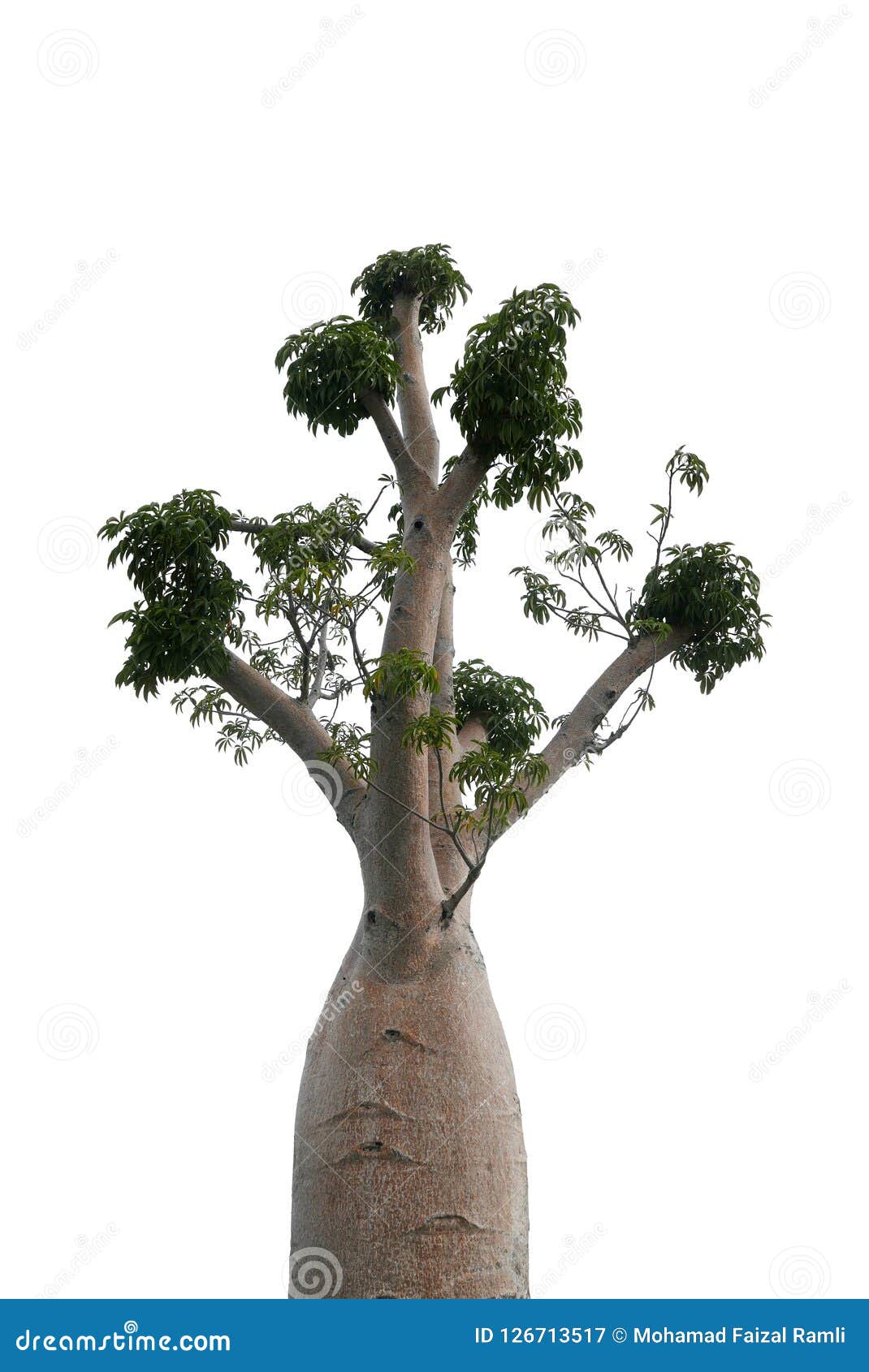 Top of Boabab Tree Isolated on White Background Stock Image - Image of ...