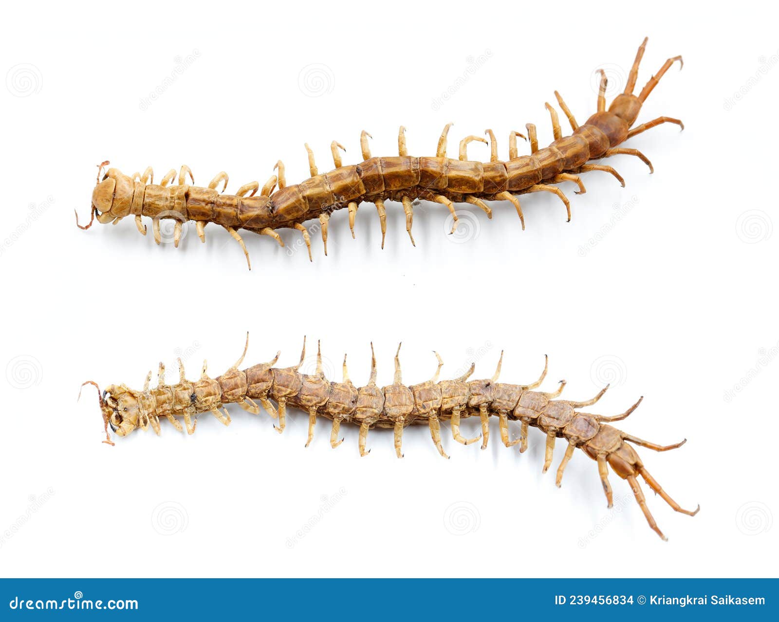 Top and Bottom View of Centipede on White Background Stock Photo ...