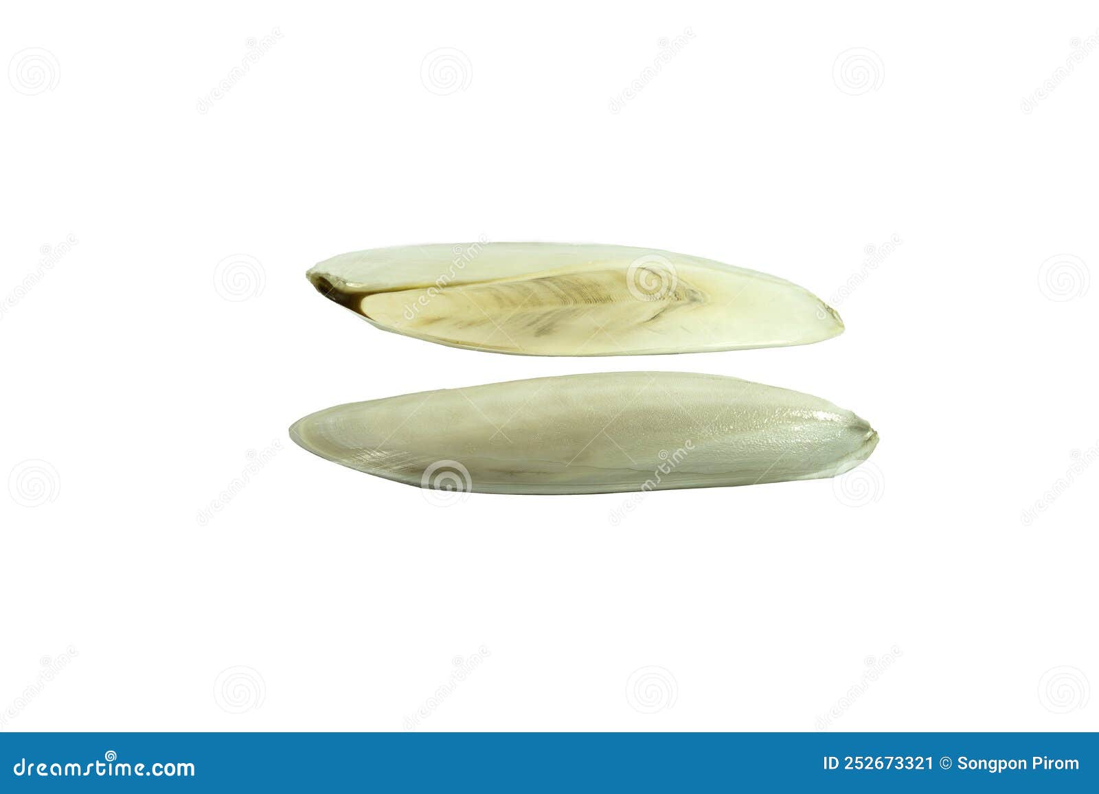 Top and Bottom View of a Cuttlebone Stock Image - Image of overhead ...