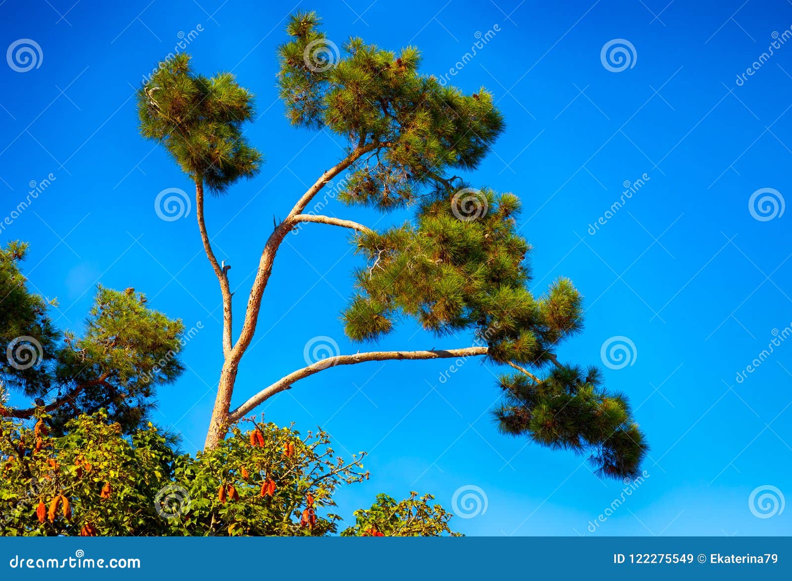 Top of Cedar Tree Against Blue Sky. Stock Image - Image of outdoors ...