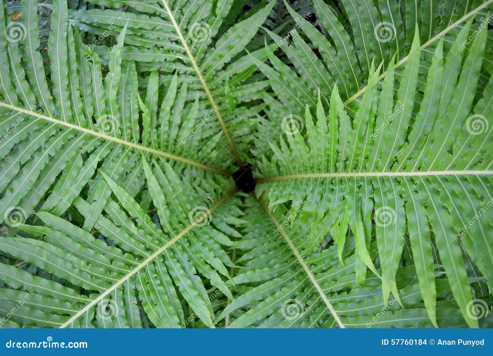 Top Circle Roll Green Leaf Fern Abstract Background Stock Photo - Image ...
