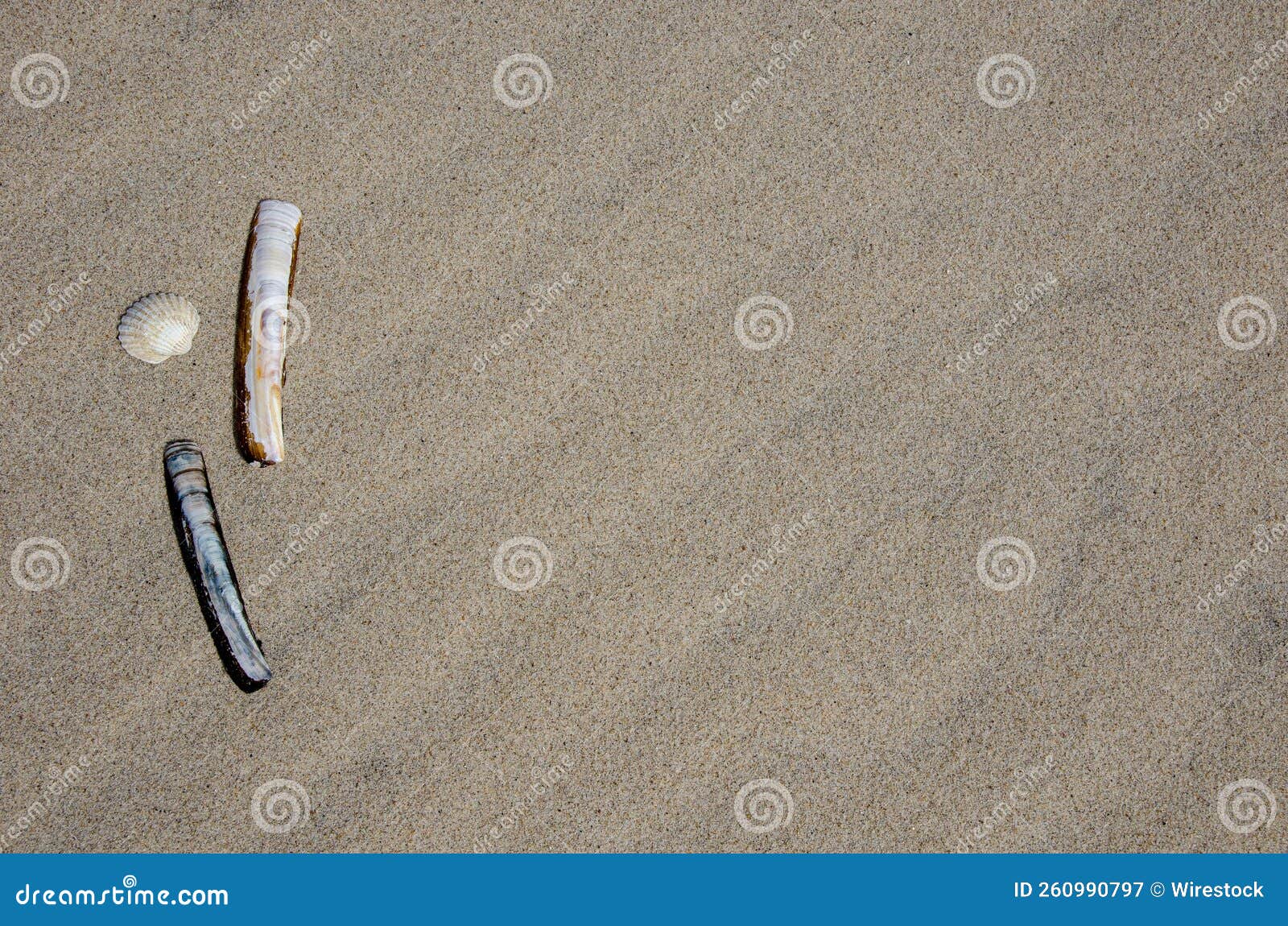 Razor Shell and Cockle on Sandy Beach Stock Image - Image of brown ...
