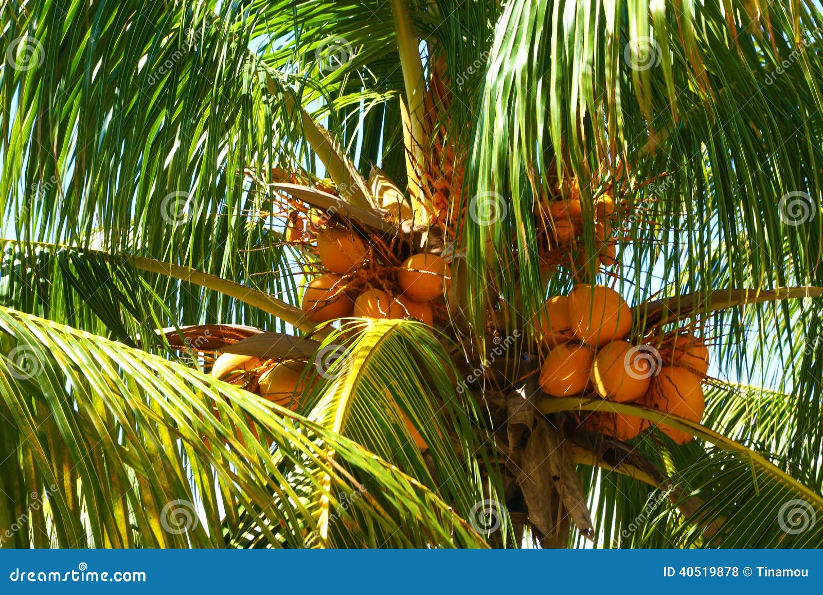 Top of Coconut Palm Tree, Miami Beach Stock Photo - Image of palm ...