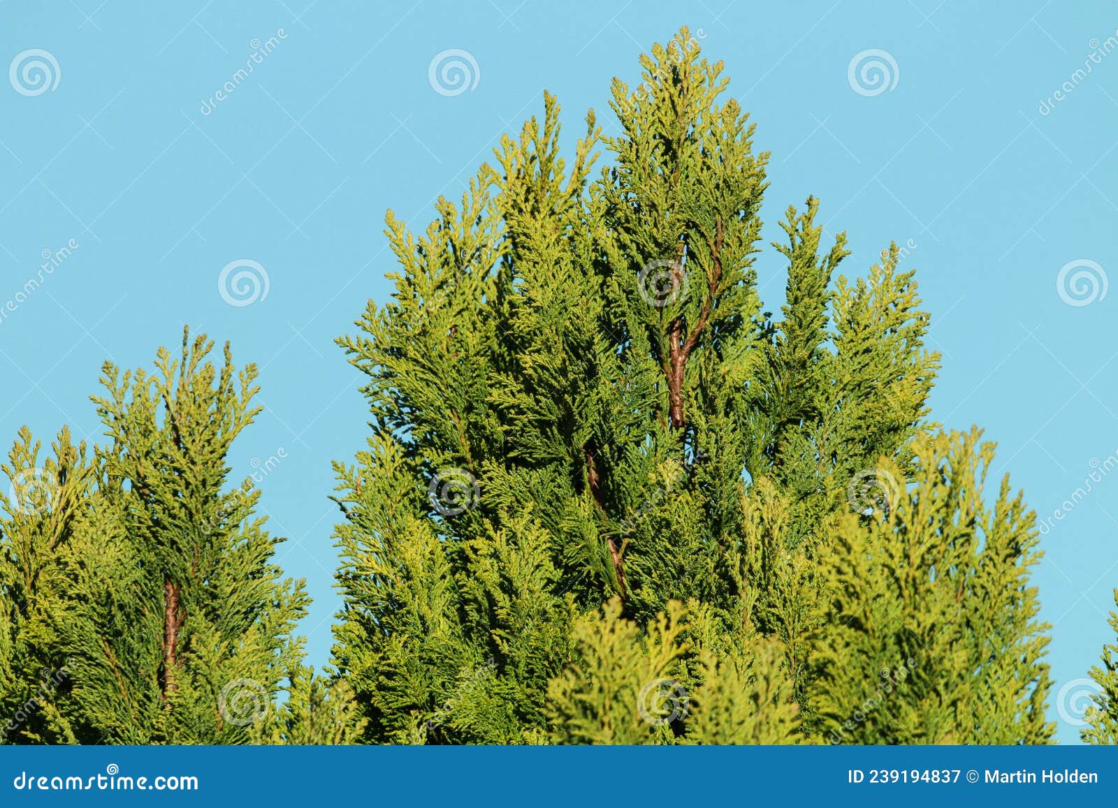 Top of a conifer tree stock image. Image of climate - 239194837