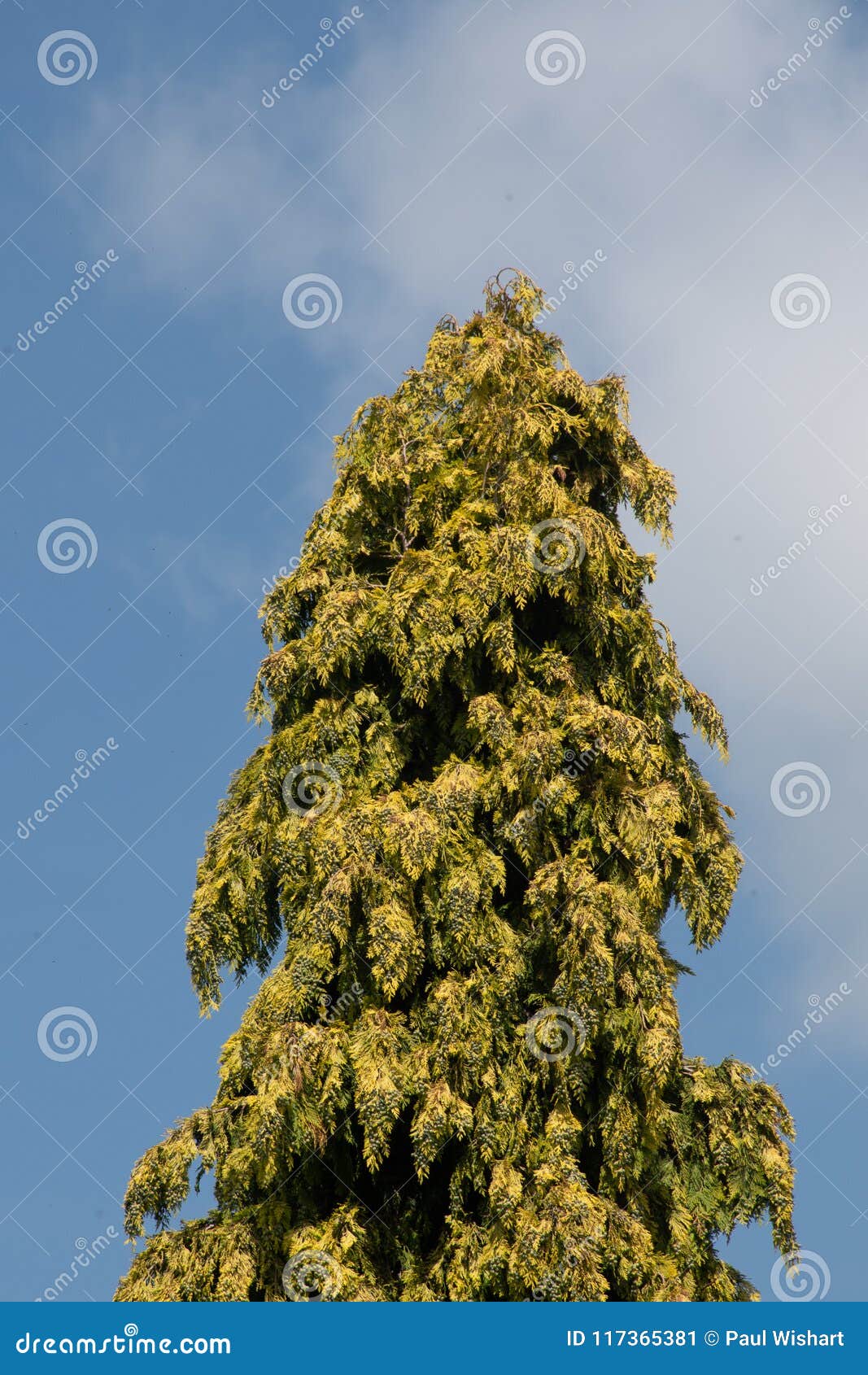 Top of conifer tree stock image. Image of detail, coniferous - 117365381