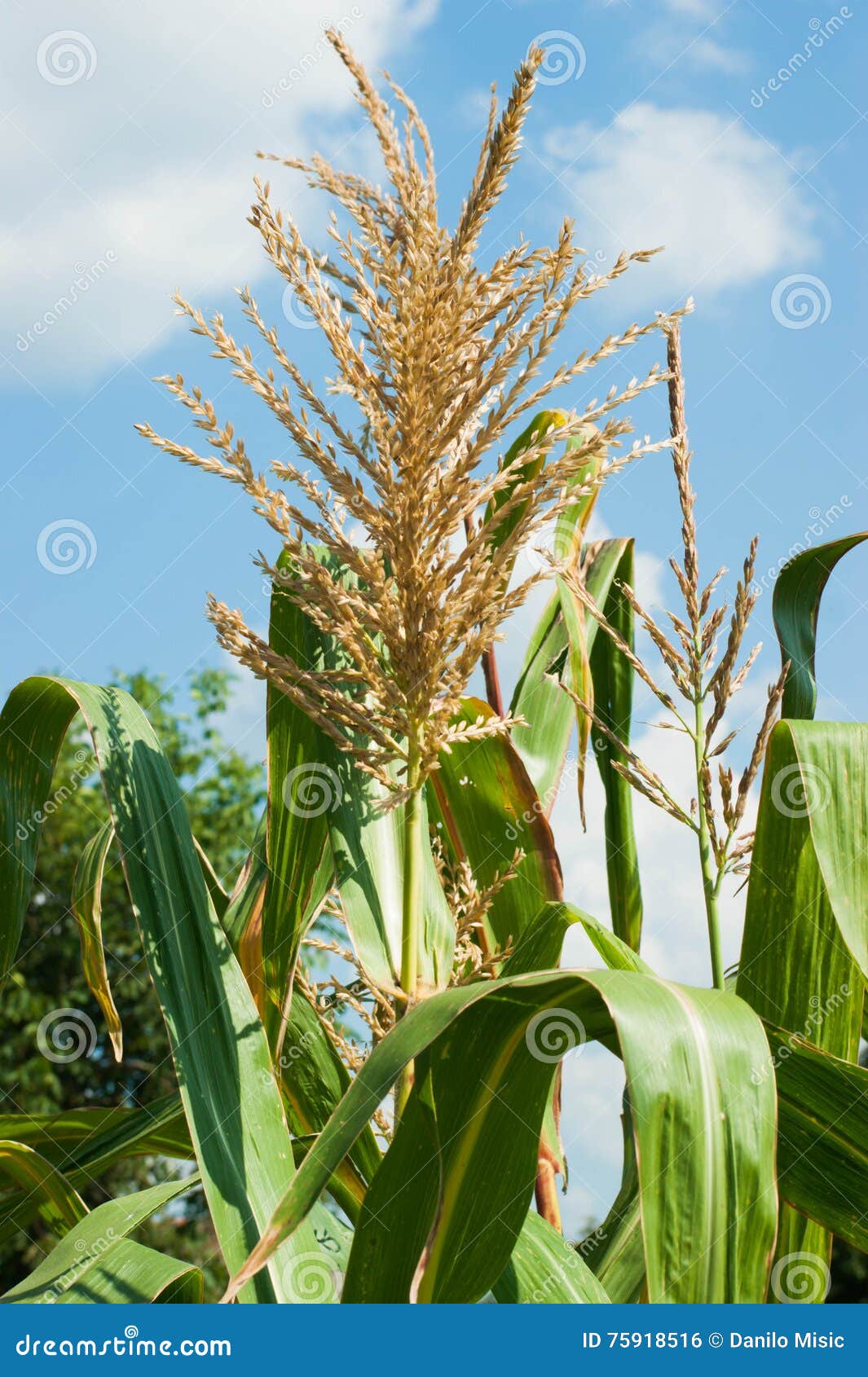 Top corn stock photo. Image of cornfield, maize, biofuel - 75918516